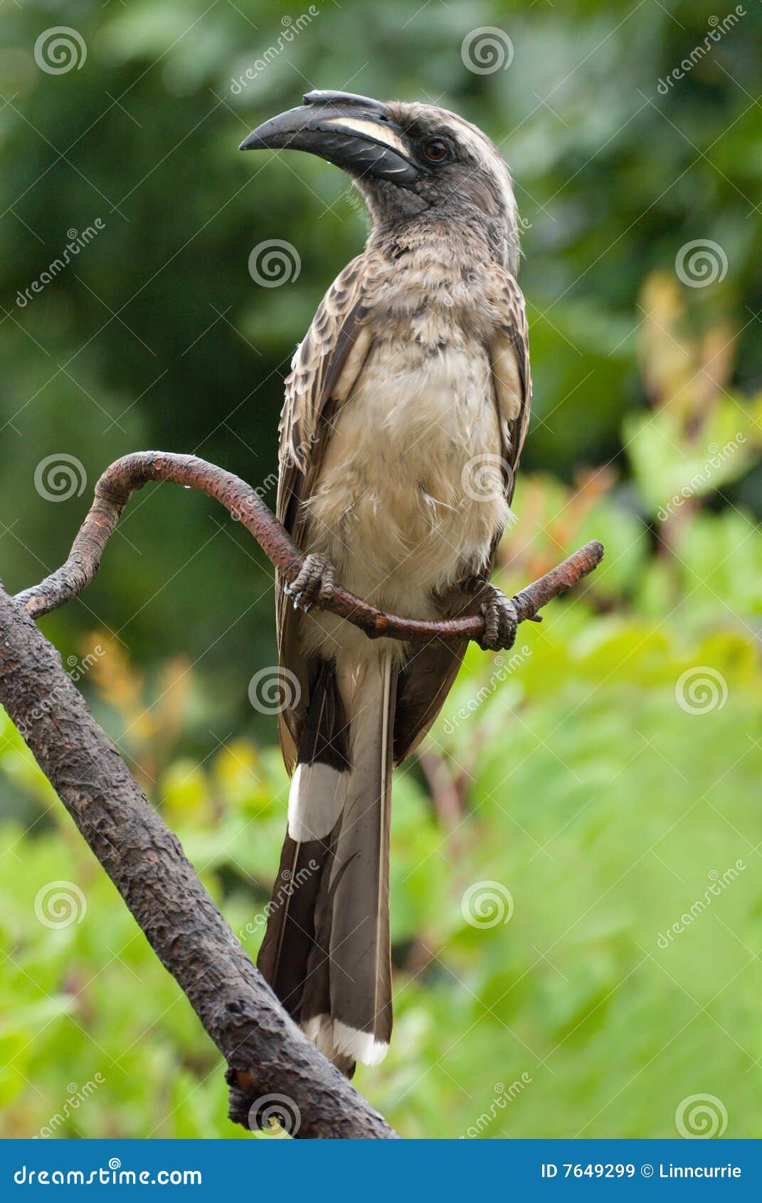 African Grey Hornbill Tockus Leucomelas Stock Image - Image of birds ...