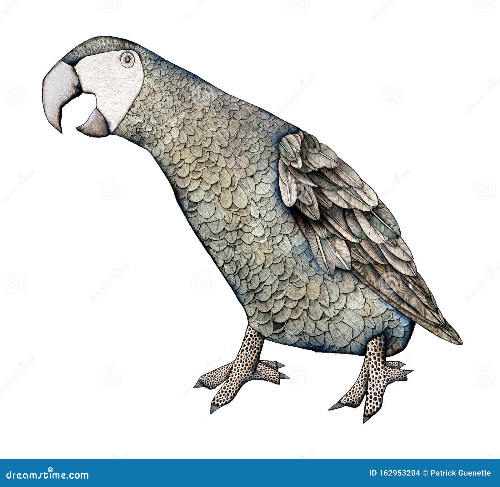 African Grey Macaw, Color Illustration Stock Illustration ...