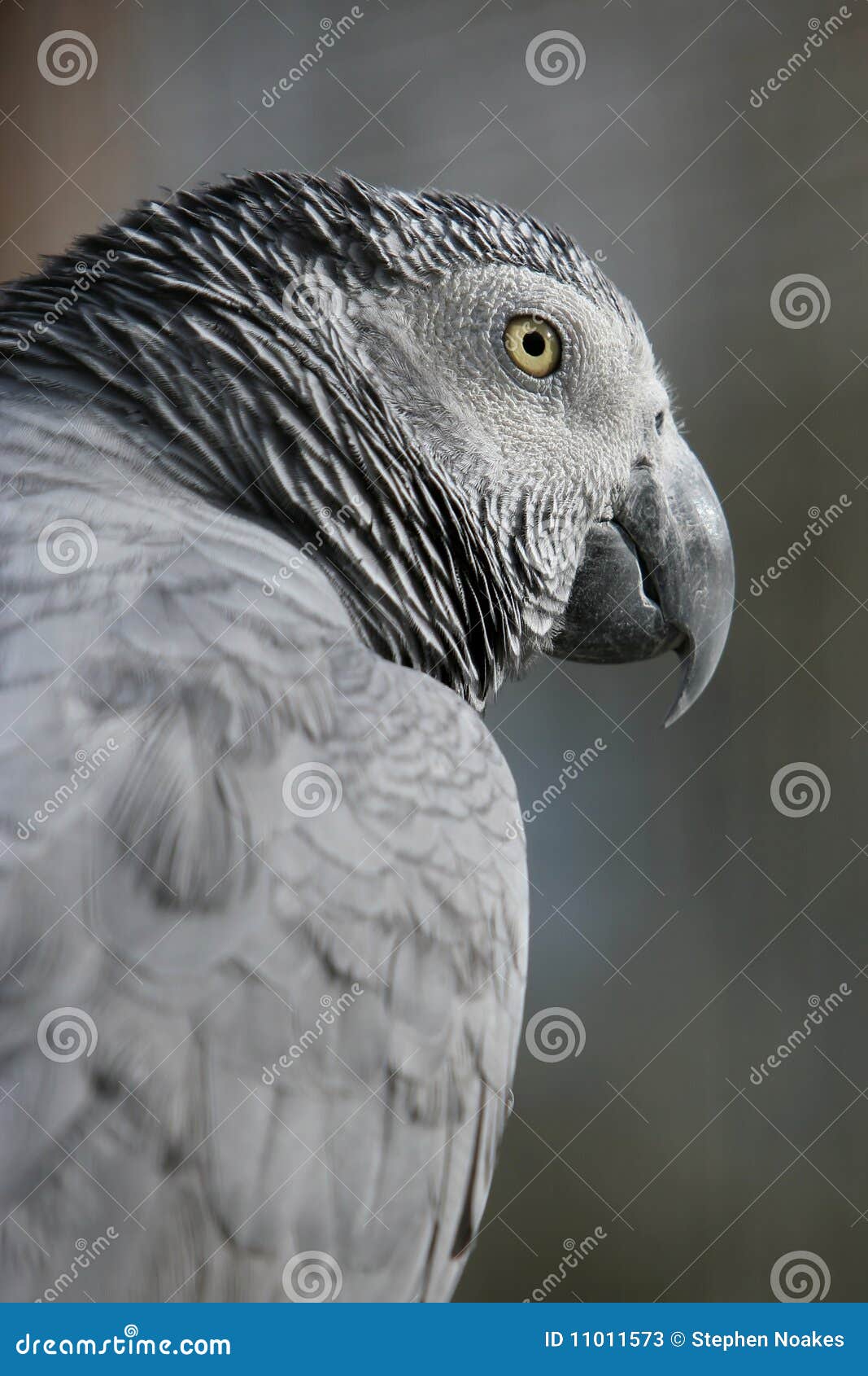African Grey Parrot stock image. Image of black, african - 11011573