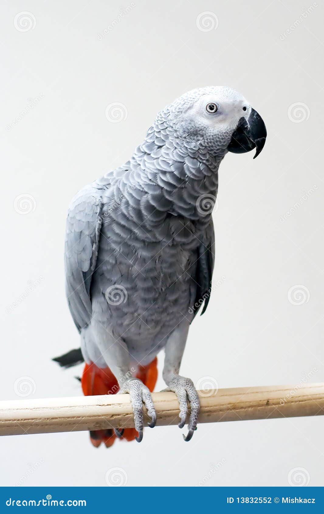 African grey parrot stock photo. Image of exotic, african - 13832552
