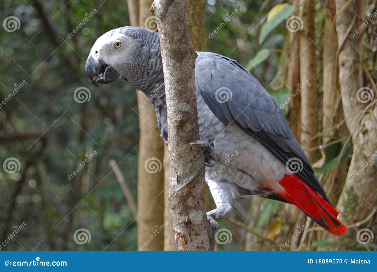 African Grey Parrot Royalty-Free Stock Photography | CartoonDealer.com ...