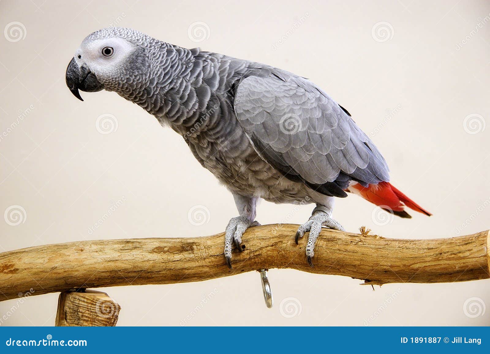 African Grey Parrot Royalty-Free Stock Photography | CartoonDealer.com ...