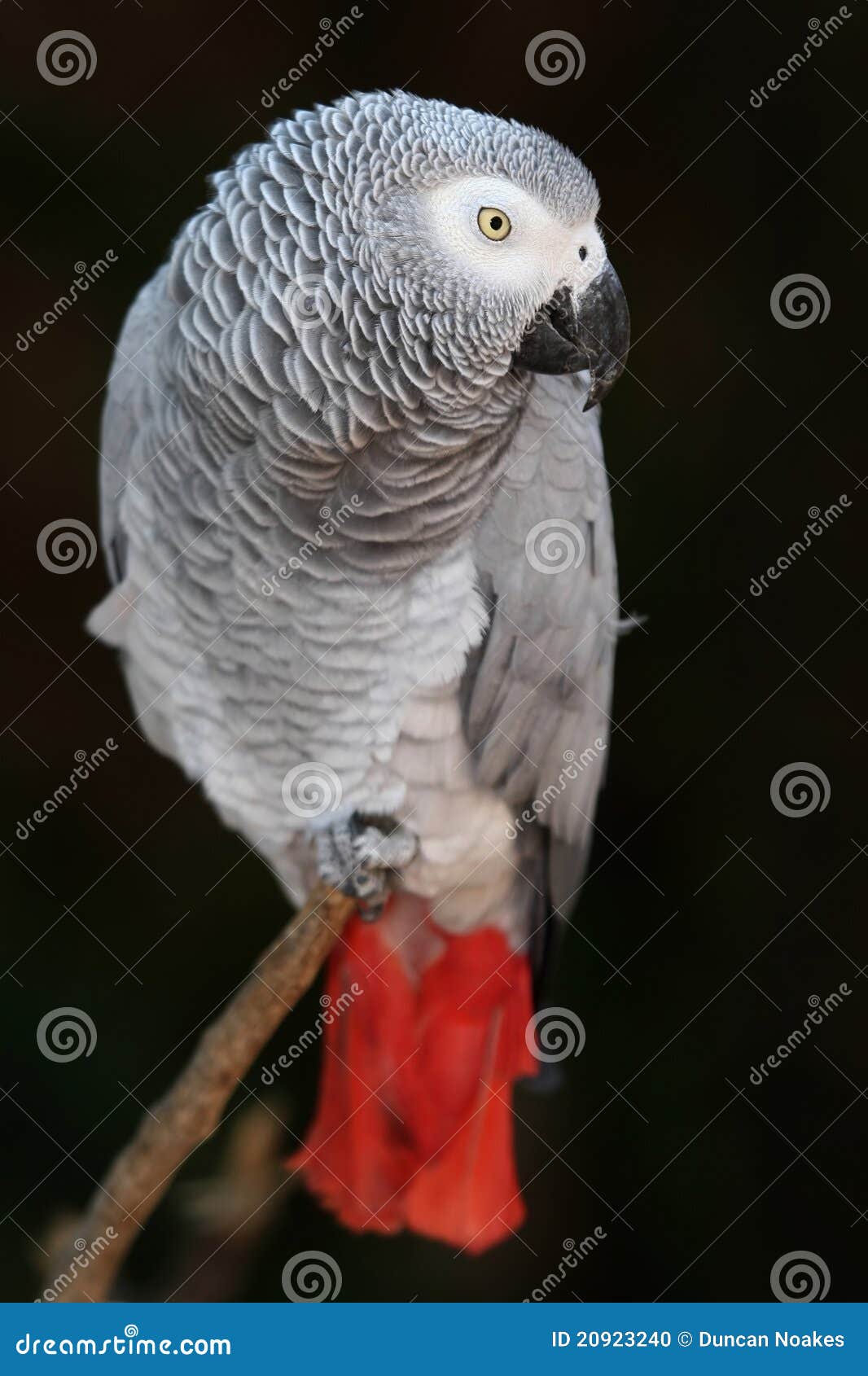 African Grey Parrot stock photo. Image of intelligent - 20923240