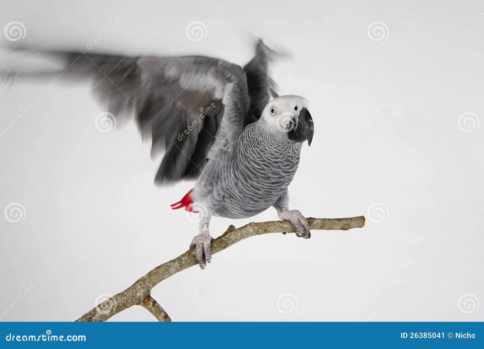 African Grey Parrot stock image. Image of feathers, bird - 26385041