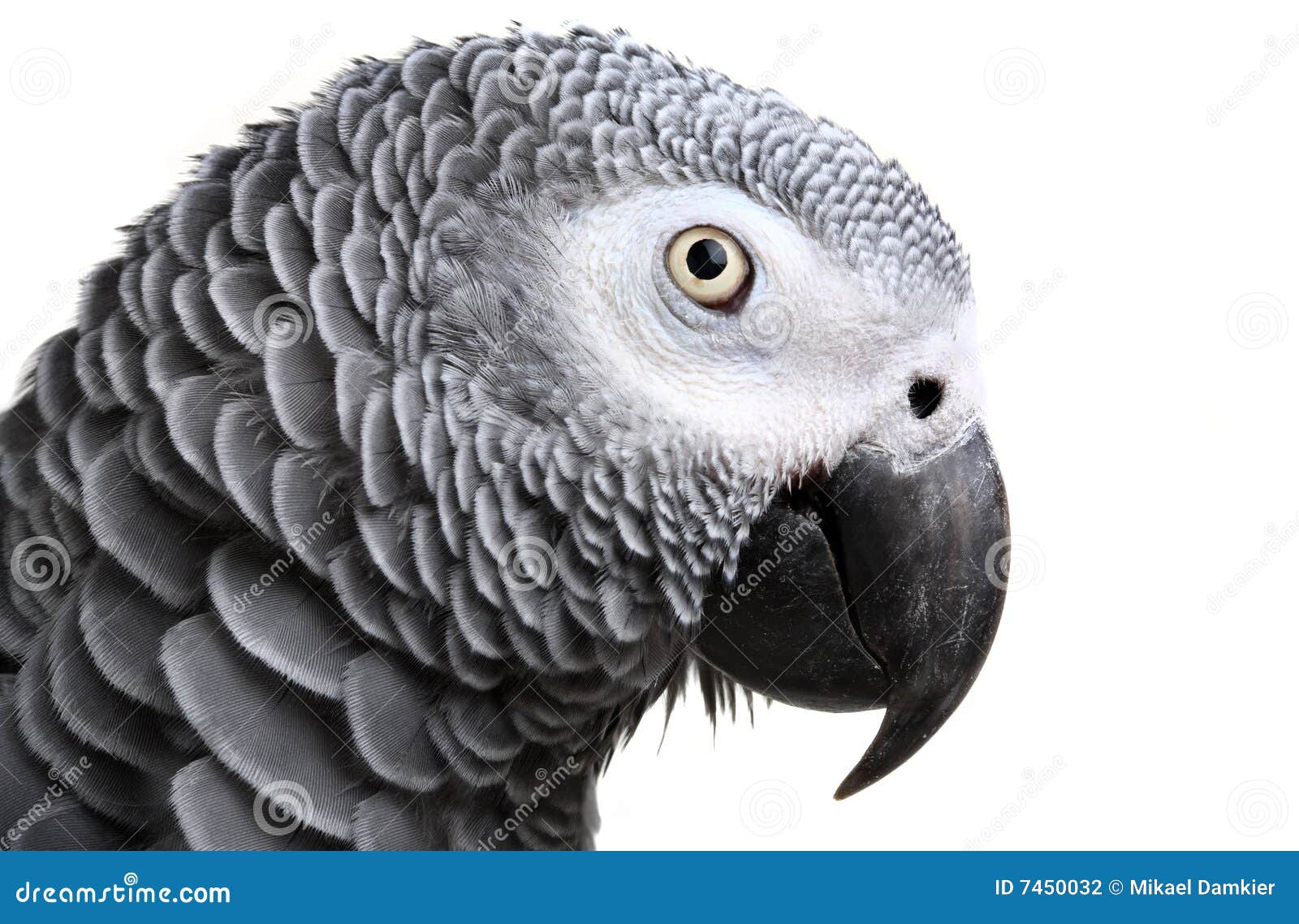 African Grey Parrot stock photo. Image of animal, animals - 7450032