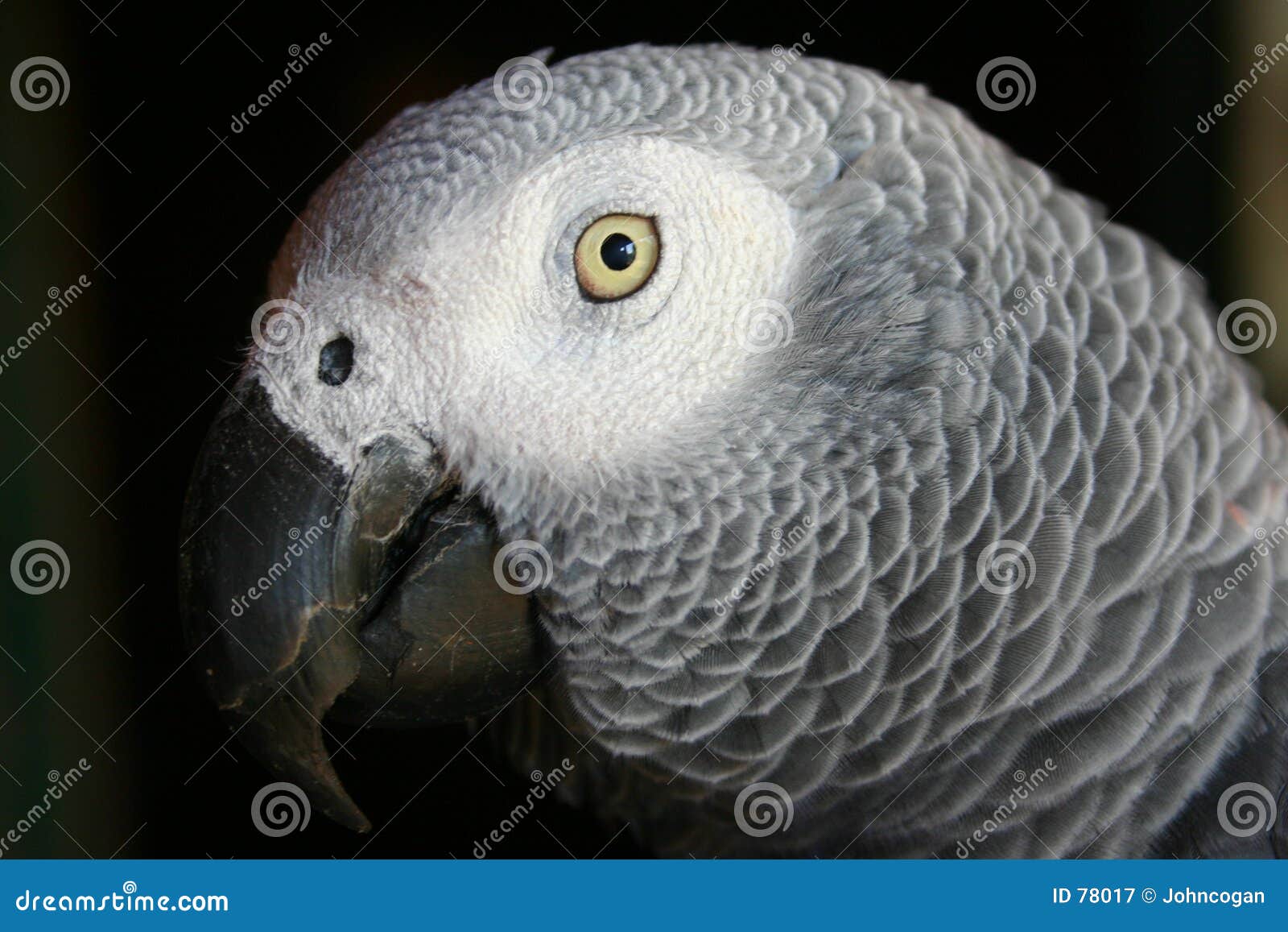 African grey parrot stock image. Image of parrot, beak, grey - 78017