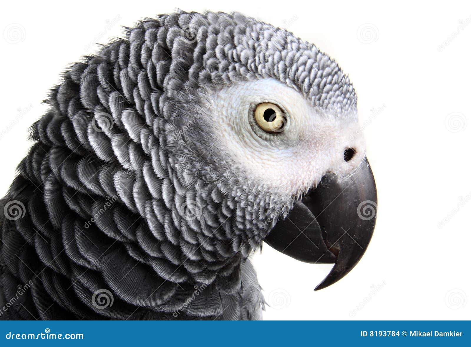 African Grey Parrot stock photo. Image of life, beak, wild - 8193784