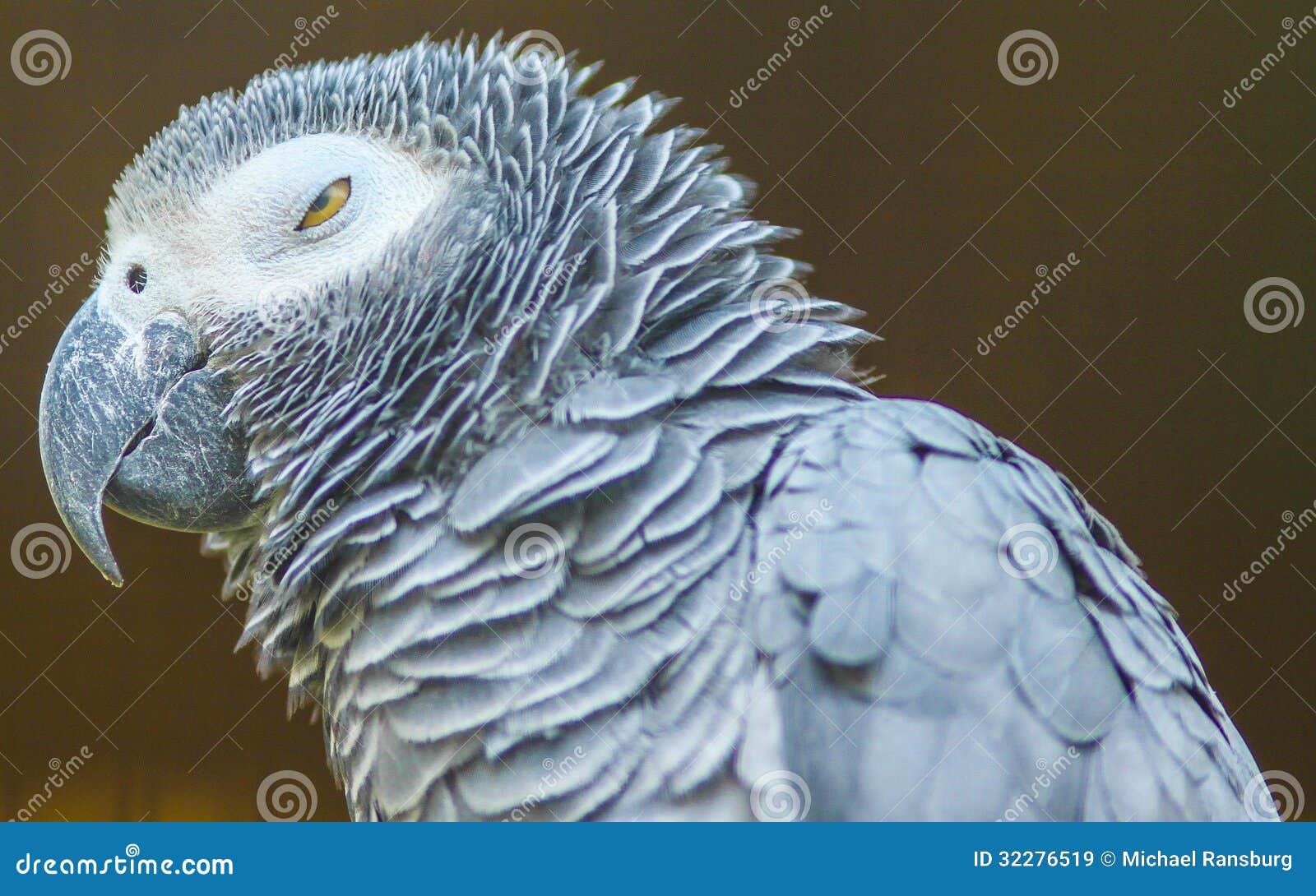African Grey Parrot stock image. Image of pets, beautiful - 32276519