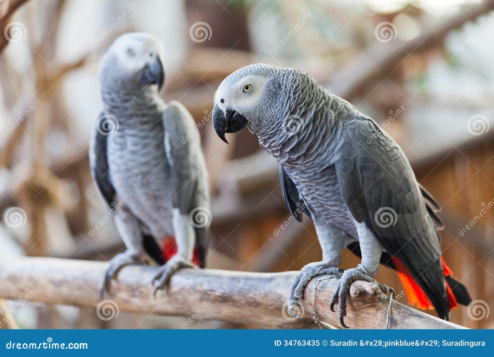 African Grey Parrot Royalty-Free Stock Photography | CartoonDealer.com ...