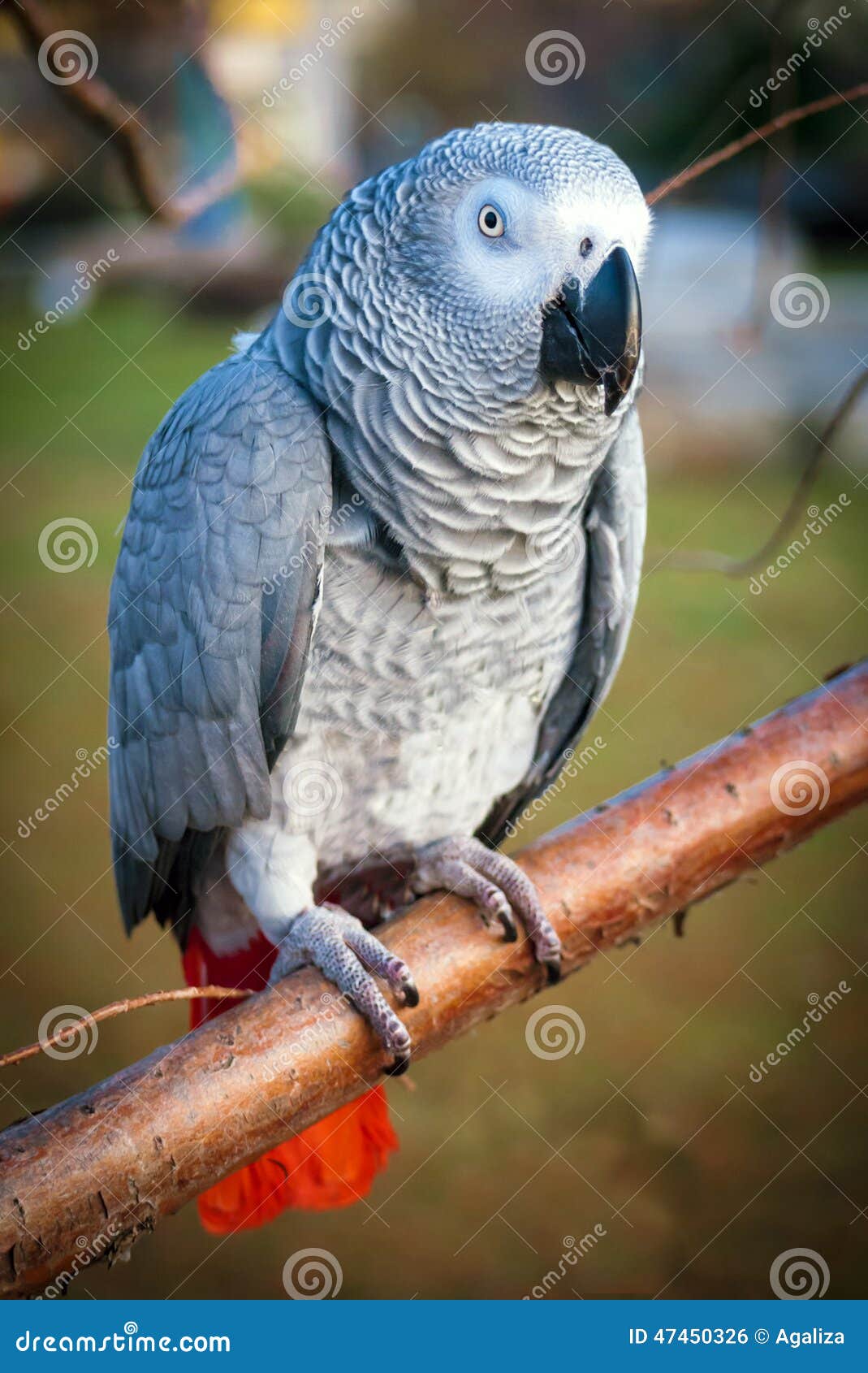 African Grey Parrot on Branch Stock Photo - Image of exotic, domestic ...