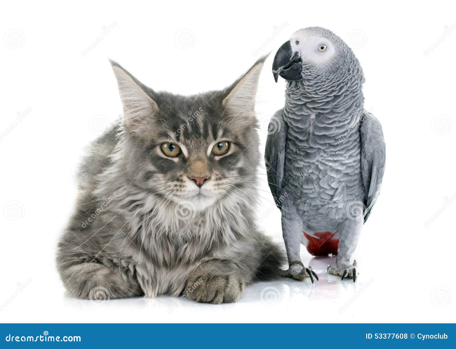 African Grey Parrot and Cat Stock Photo - Image of wildlife, feather ...