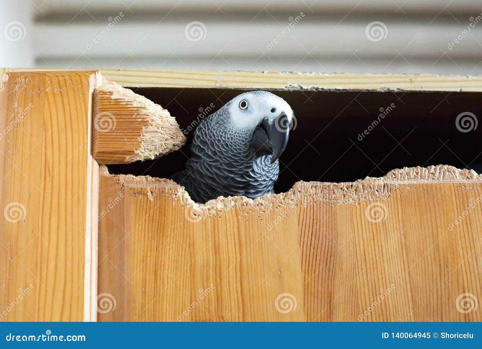 Kea Parrot Chewing On Wood, Bird Sharpening Its Beak, Endangered Animal ...
