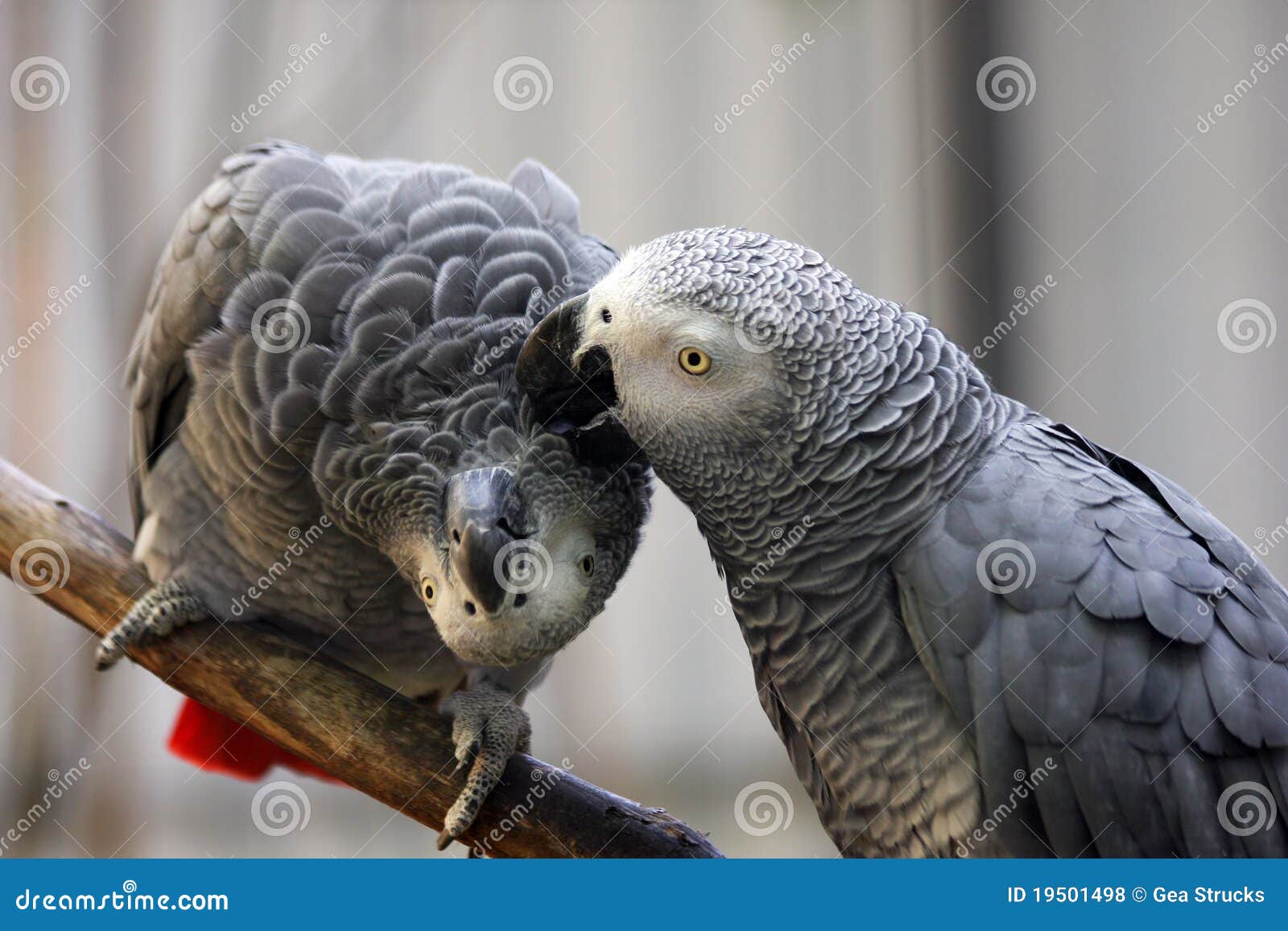 African grey parrot couple stock photo. Image of birds - 19501498