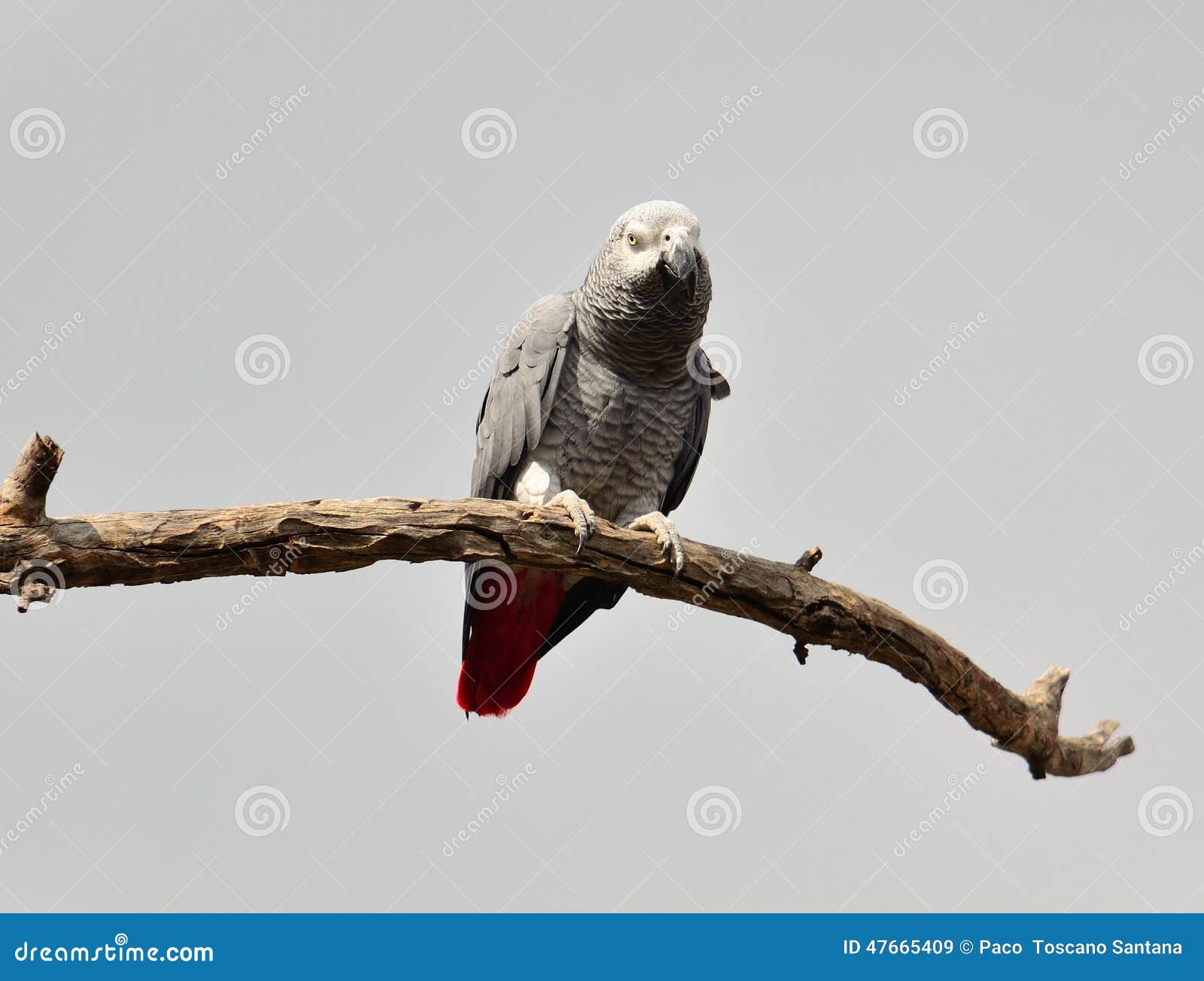 African Grey Parrot on a Dry Branch Stock Image - Image of erithacus ...