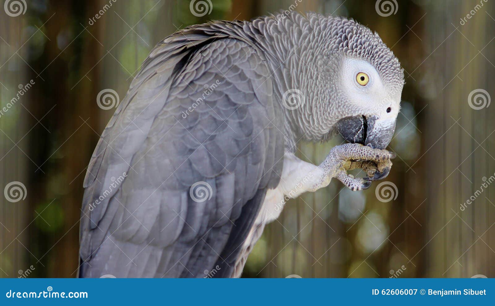 African Grey Parrot stock image. Image of natural, branch - 62606007