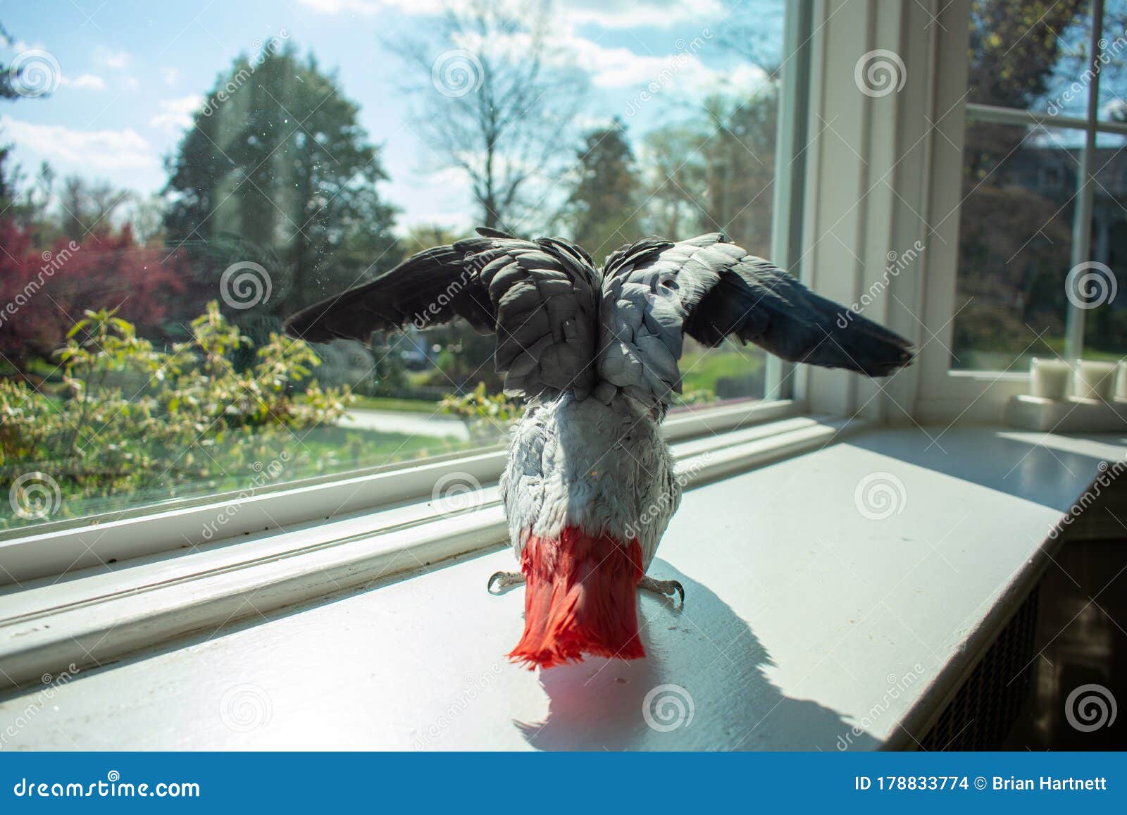 An African Grey Parrot Flapping Her Wings Stock Photo - Image of clear ...