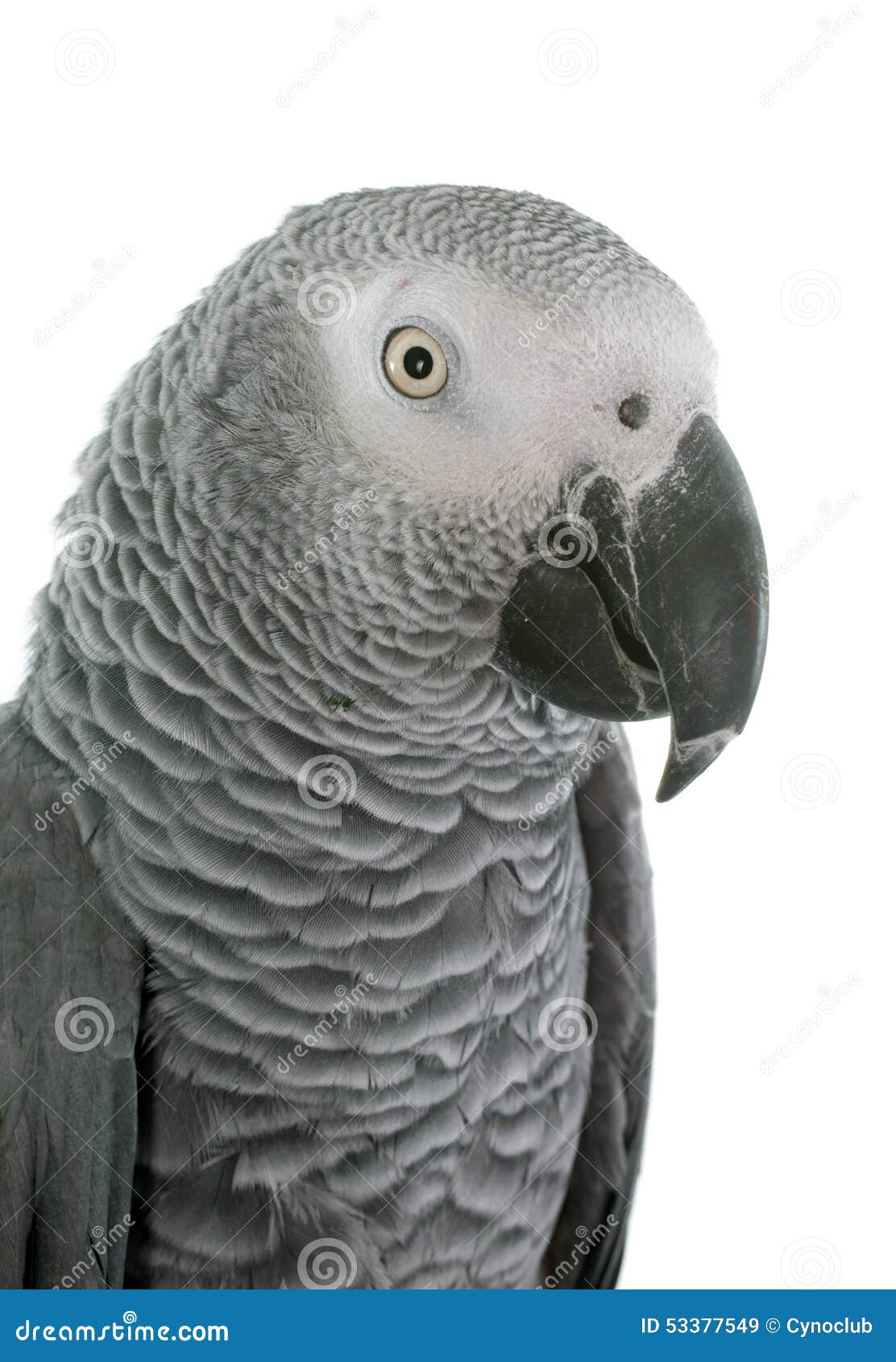 African grey parrot stock image. Image of animal, bird - 53377549