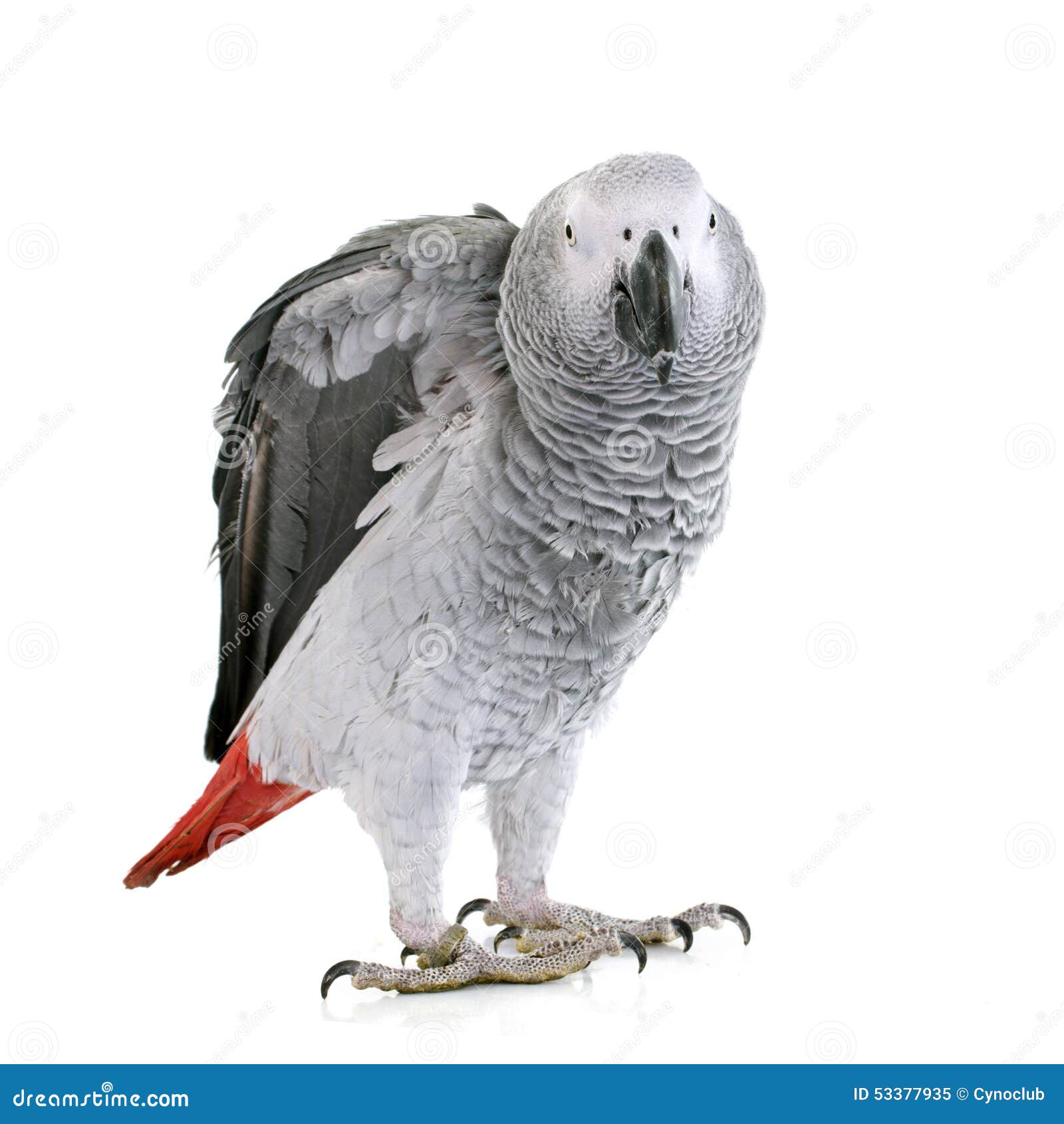 African grey parrot stock image. Image of animal, grey - 53377935