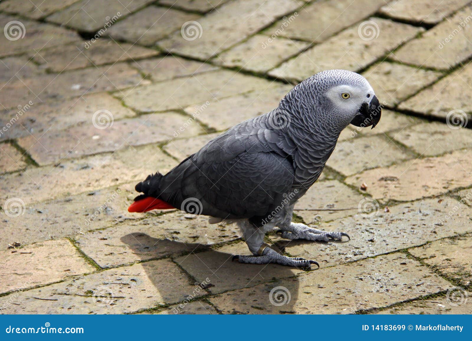 African Grey Parrot -on Ground Stock Image - Image of nature, beauty ...