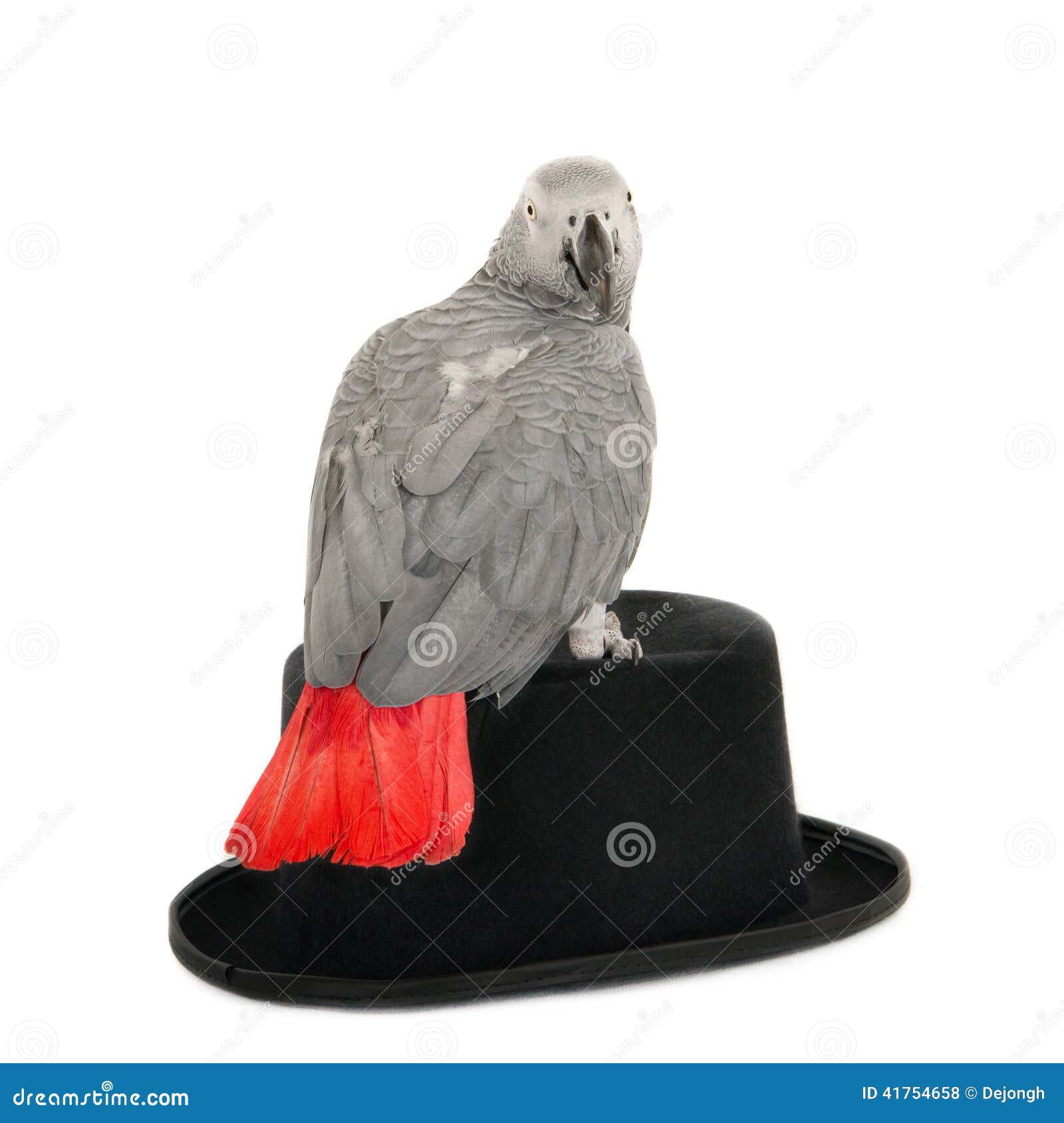 African grey parrot on hat stock photo. Image of avian - 41754658