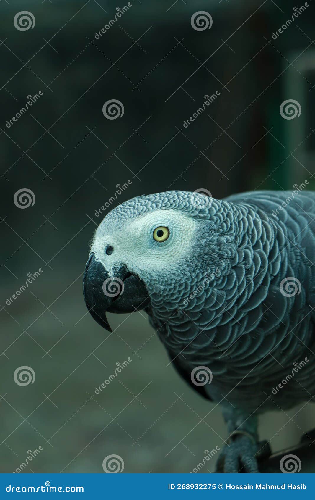 African Grey Parrot Head Close-up Looking Stock Image - Image of look ...