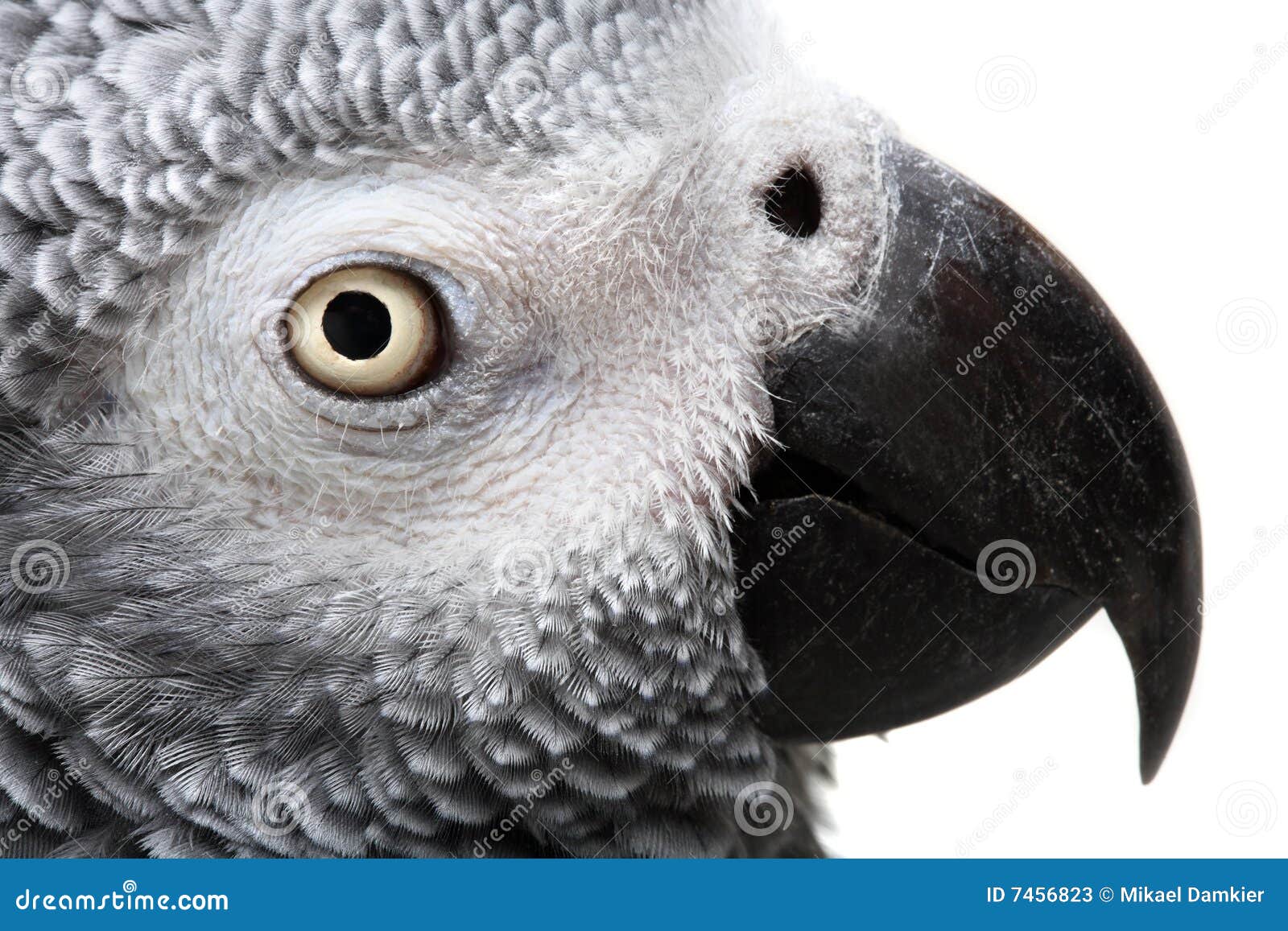 African Grey Parrot Isolated on White Stock Image - Image of portrait ...