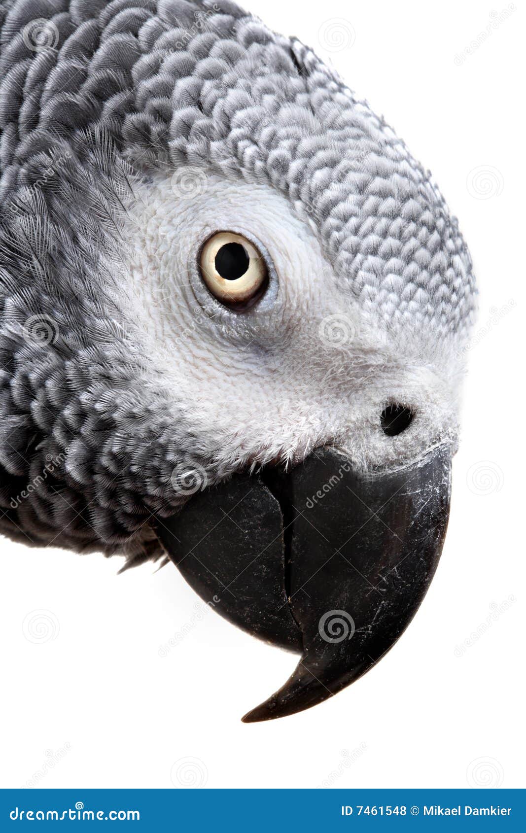 African Grey Parrot Isolated on White Stock Photo - Image of pets, wing ...