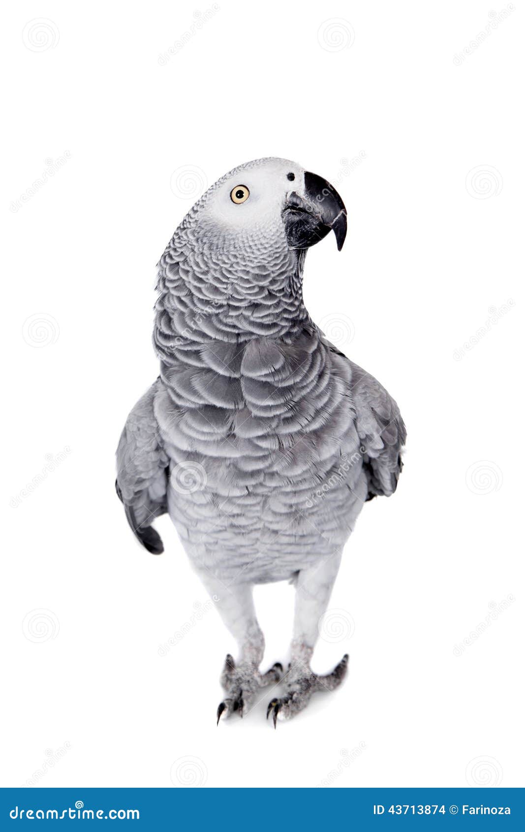 African Grey Parrot, Isolated on White Background Stock Photo - Image ...