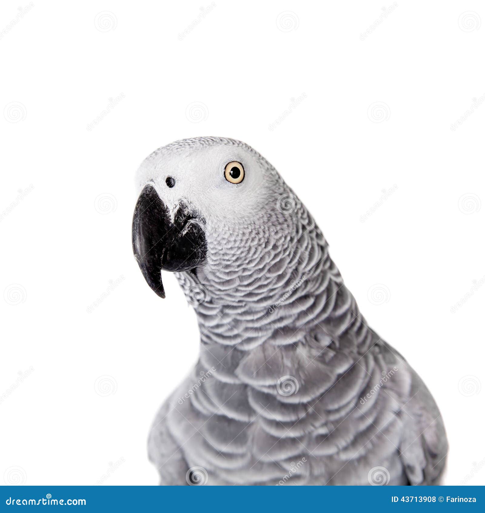 African Grey Parrot, Isolated On White Background Stock Photo - Image ...