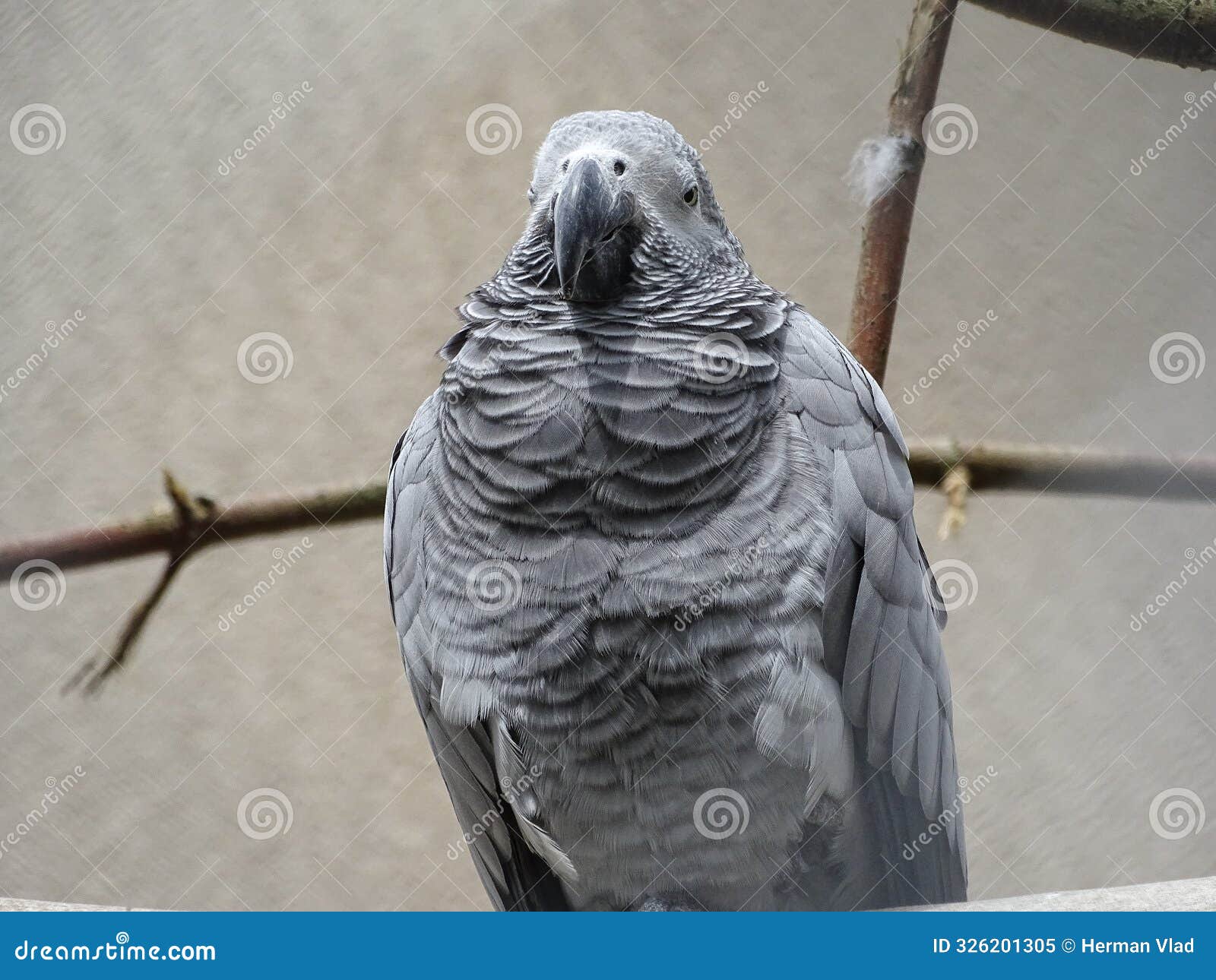 African Grey Parrot (Jako) at the Zoo Stock Image - Image of beautiful ...