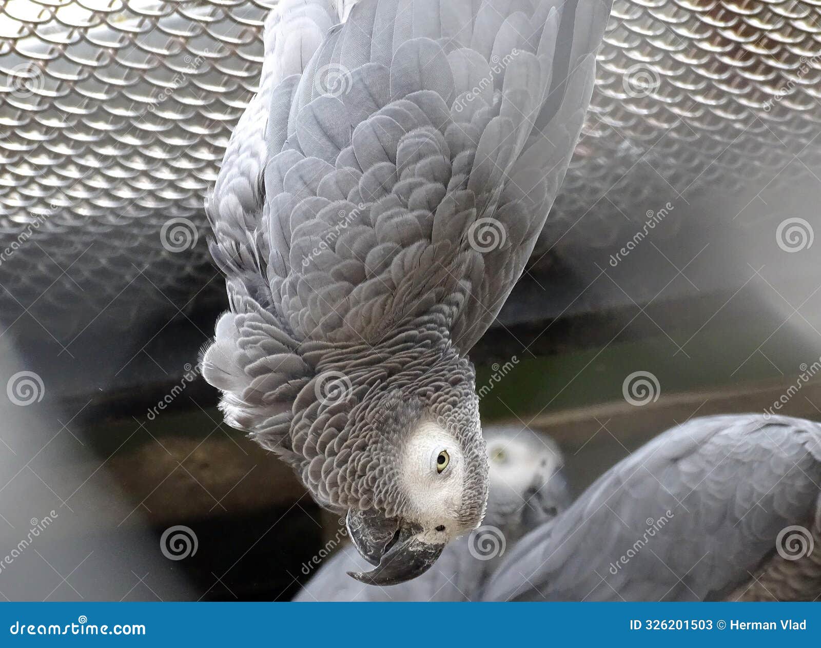 African Grey Parrot (Jako) at the Zoo Stock Image - Image of wild ...