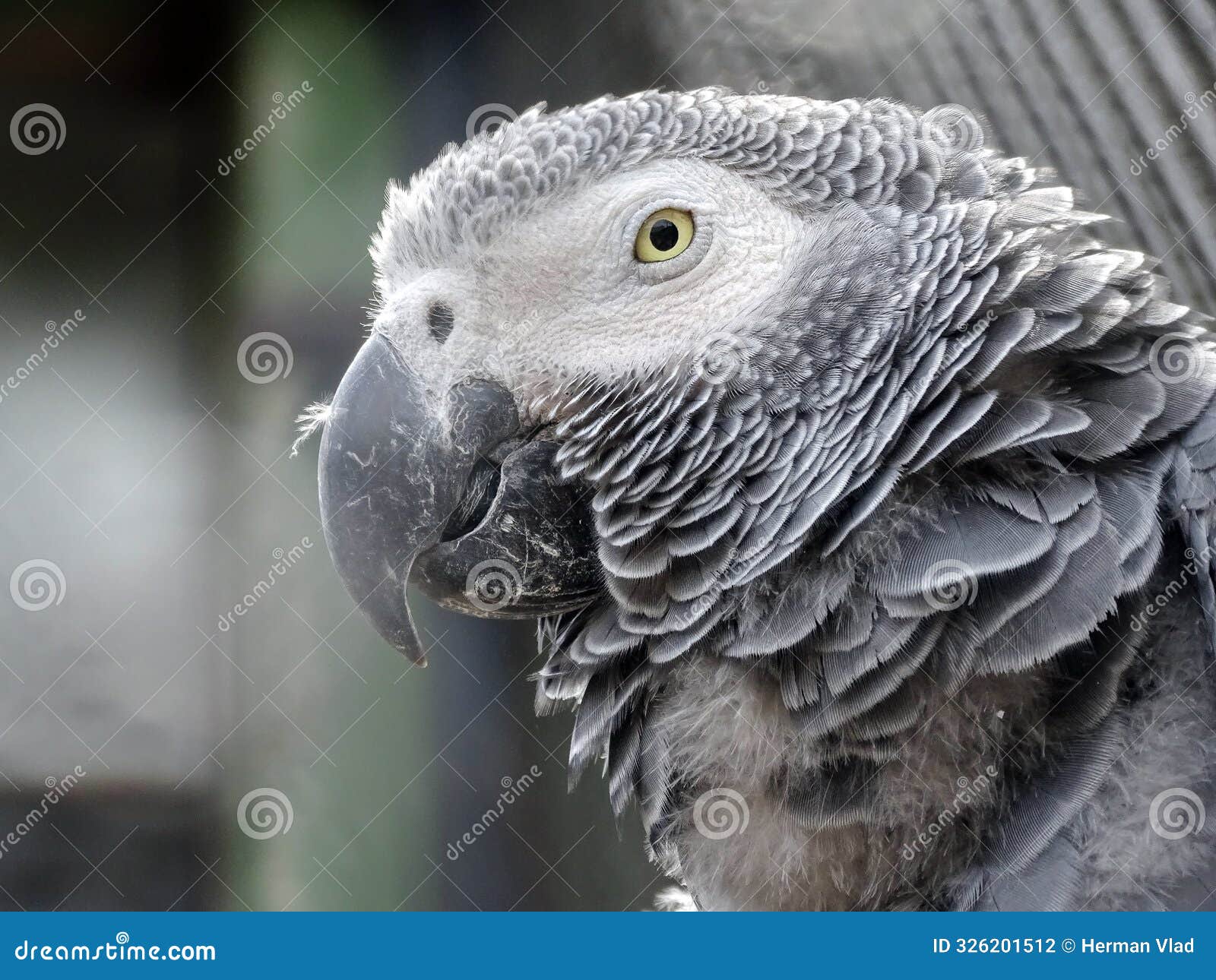 African Grey Parrot (Jako) at the Zoo Stock Photo - Image of bird ...