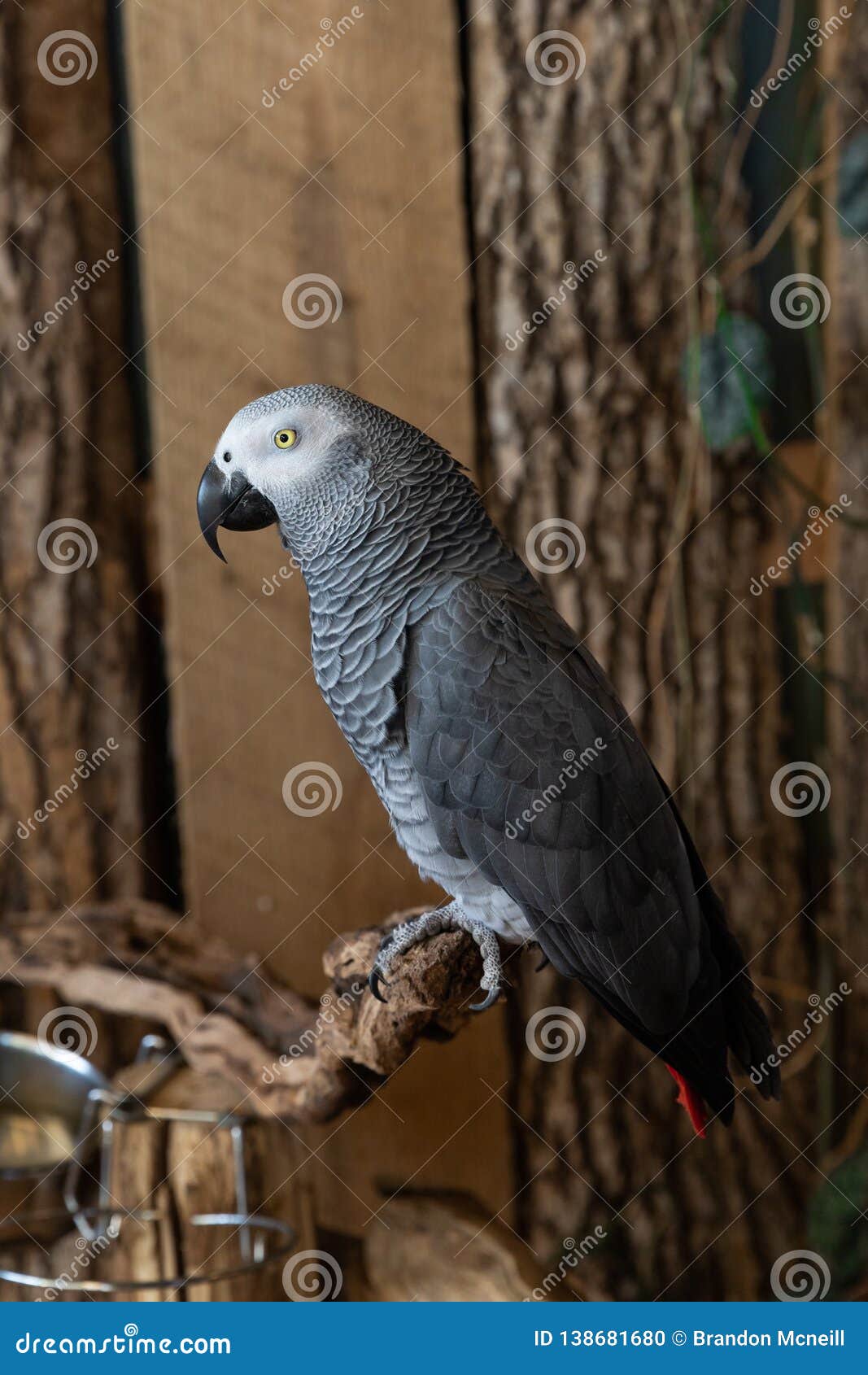 African Grey Parrot on Perch Stock Photo - Image of bird, beautiful ...