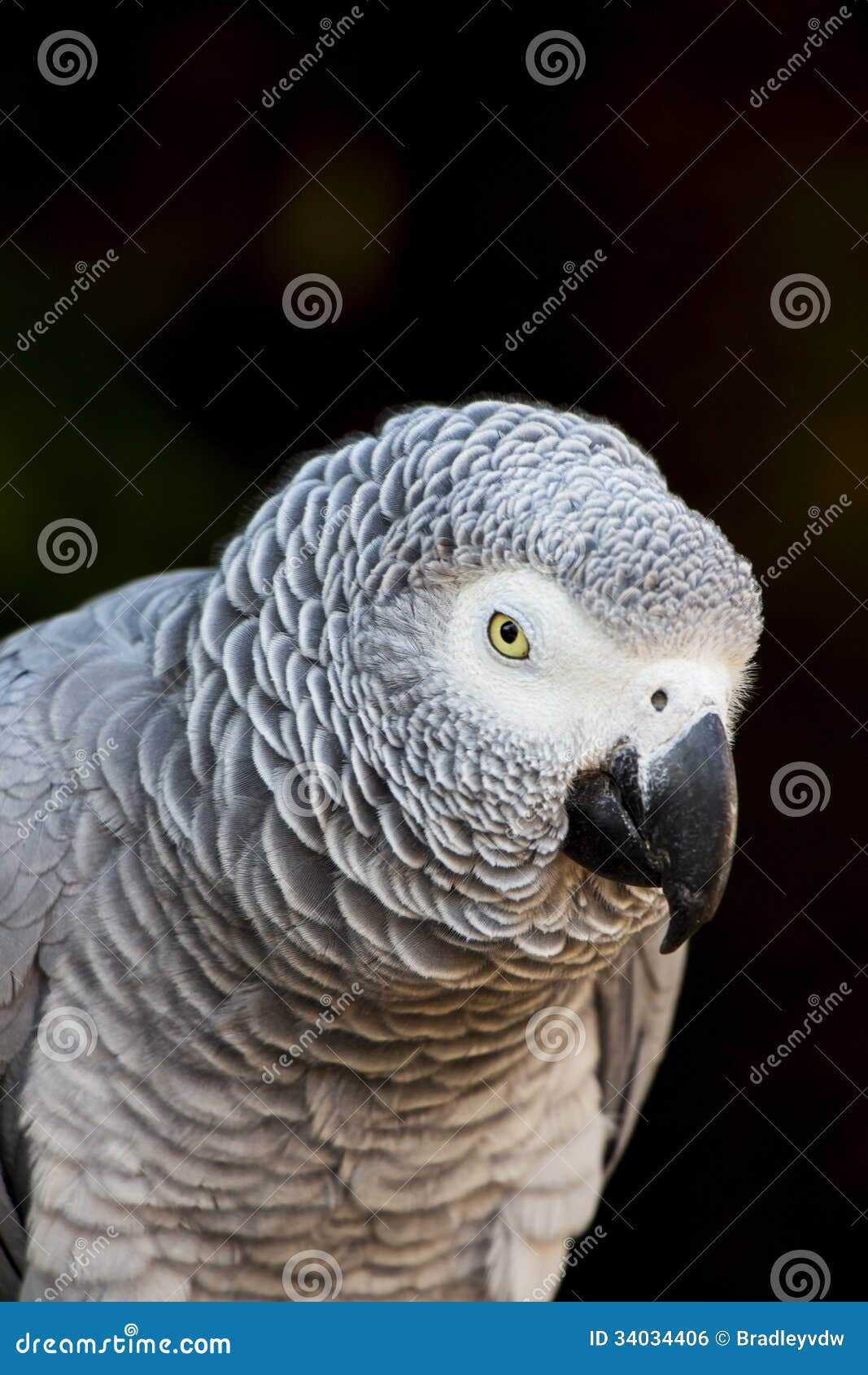 African Grey Parrot Portrait 5 Stock Photo - Image of branch, feathers ...