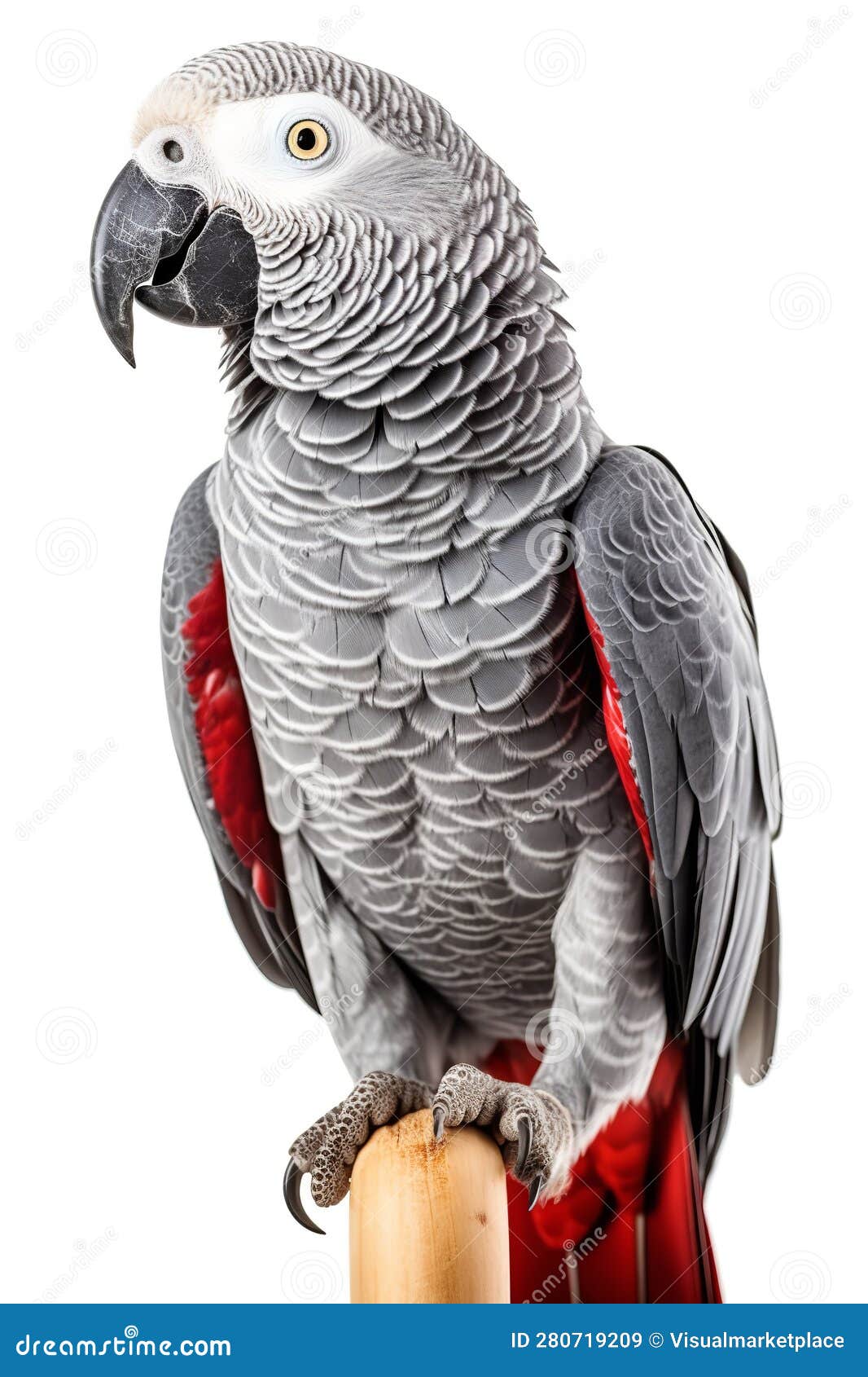 African Grey Parrot Profile Stock Illustration - Illustration of look ...