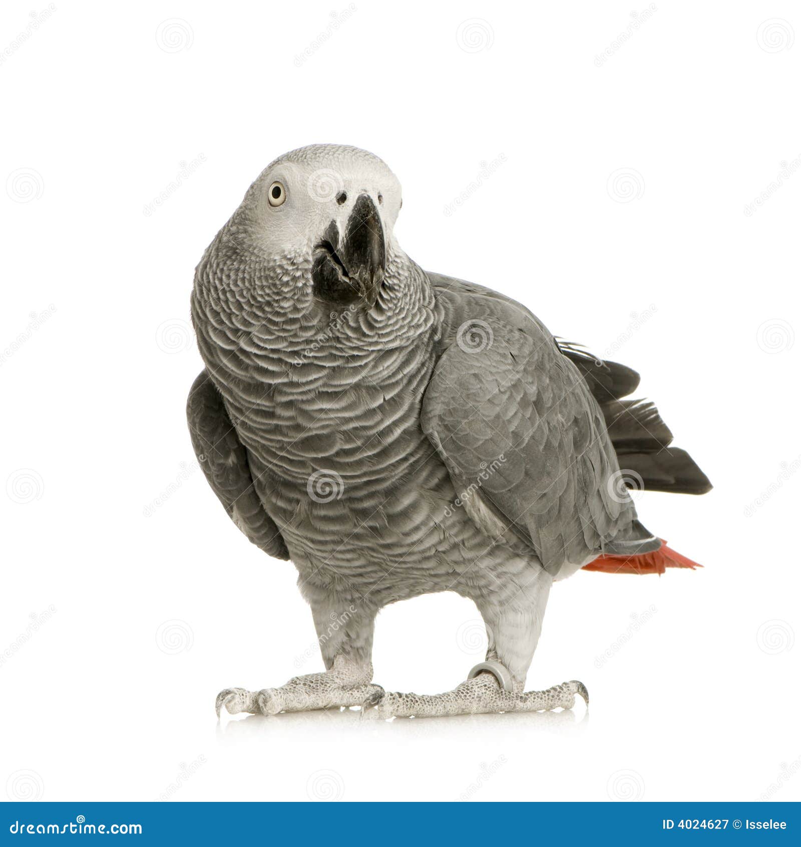 African Grey Parrot - Psittacus Erithacus Stock Image - Image of ...