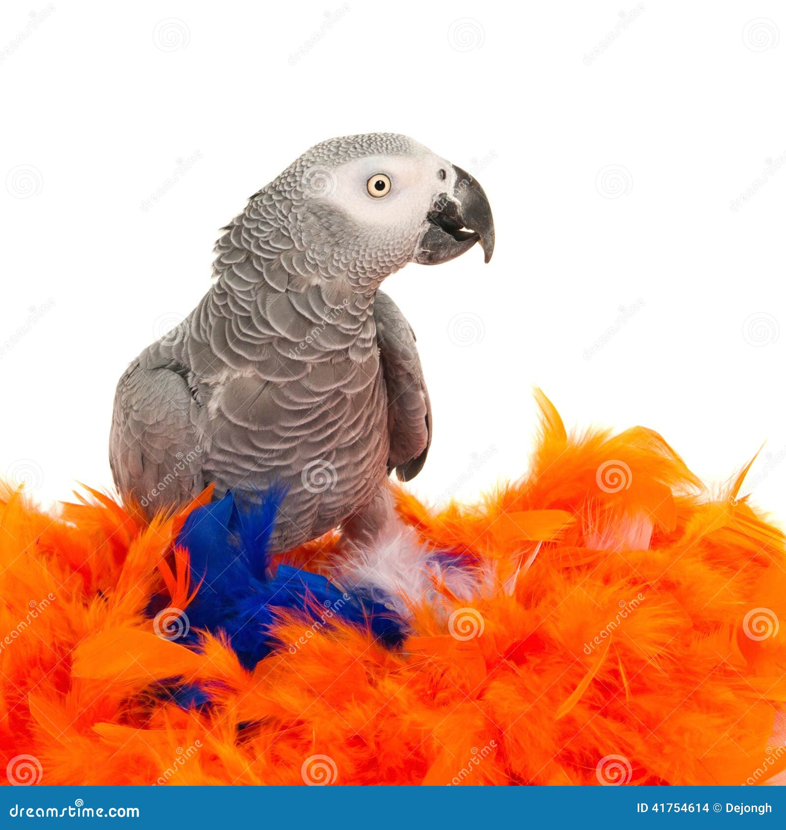African grey parrot stock photo. Image of mammal, holland - 41754614