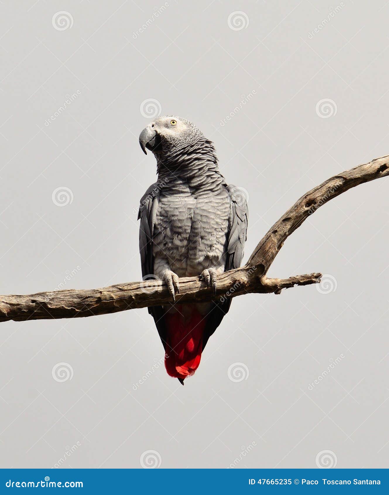 African Grey Parrot of Red Tail Stock Image - Image of ecology, nature ...