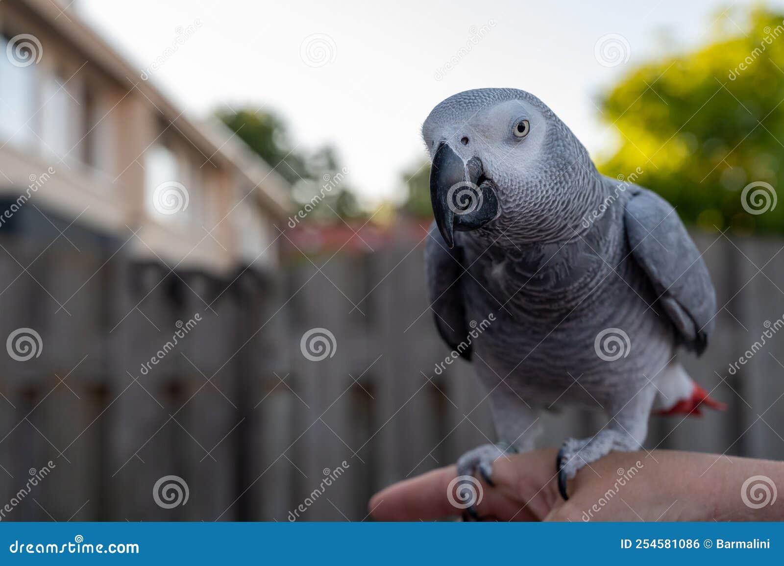 African Grey Parrot with Red Tail Sitting on Hand Stock Photo - Image ...