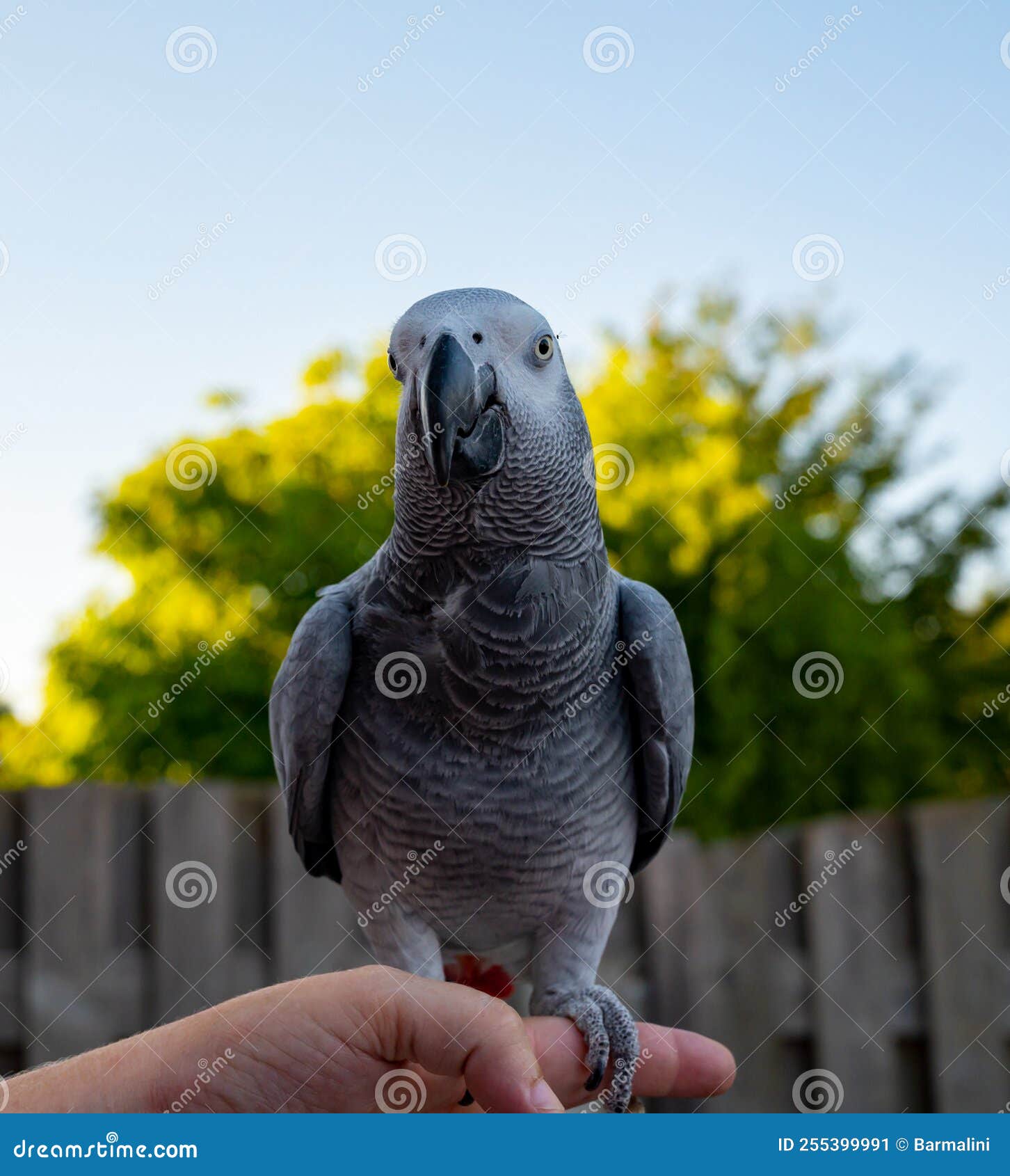 African Grey Parrot with Red Tail Sitting on Hand Stock Image - Image ...