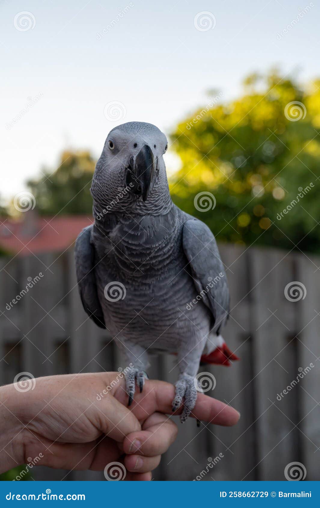 African Grey Parrot with Red Tail Sitting on Hand Stock Image - Image ...