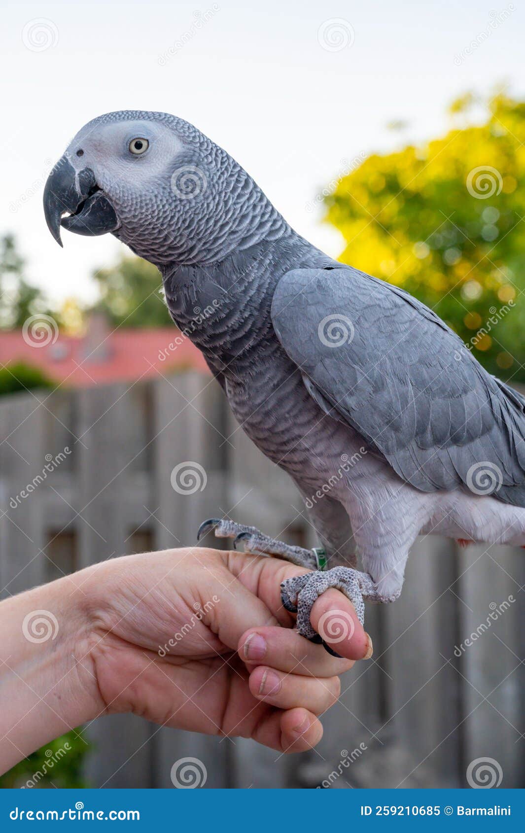 African Grey Parrot with Red Tail Sitting on Hand Stock Image - Image ...