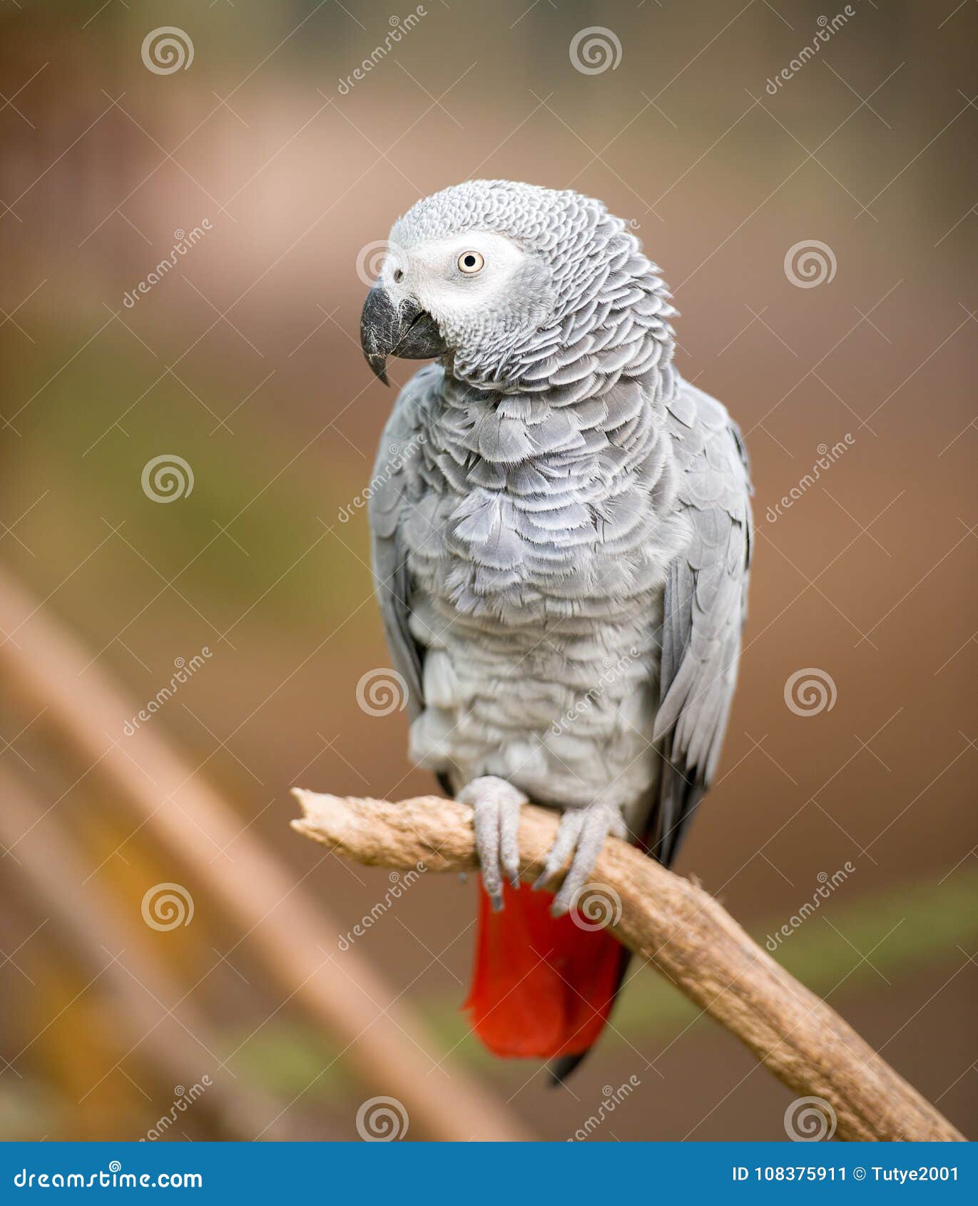 African Grey Parrot Sitting on Tree Branch Stock Image - Image of grey ...