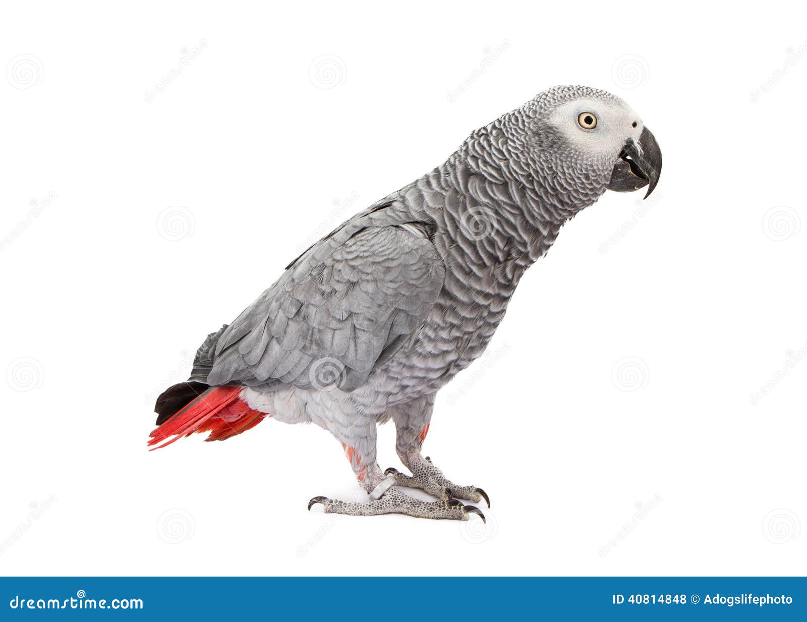 Pet African Grey Is A Good Mimic And Talker Royalty-Free Stock Photo ...