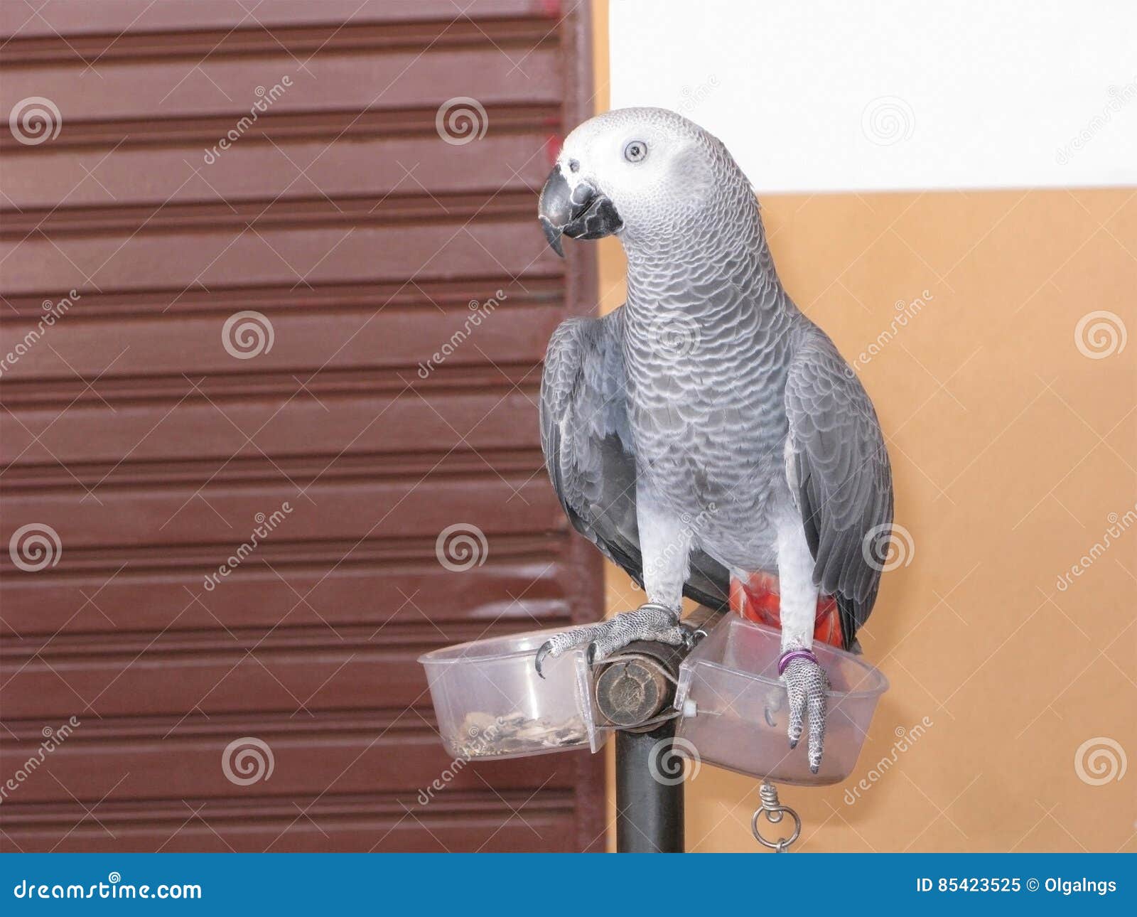 Parrot On A Stick With Its Beak Wide Open Stock Image | CartoonDealer ...