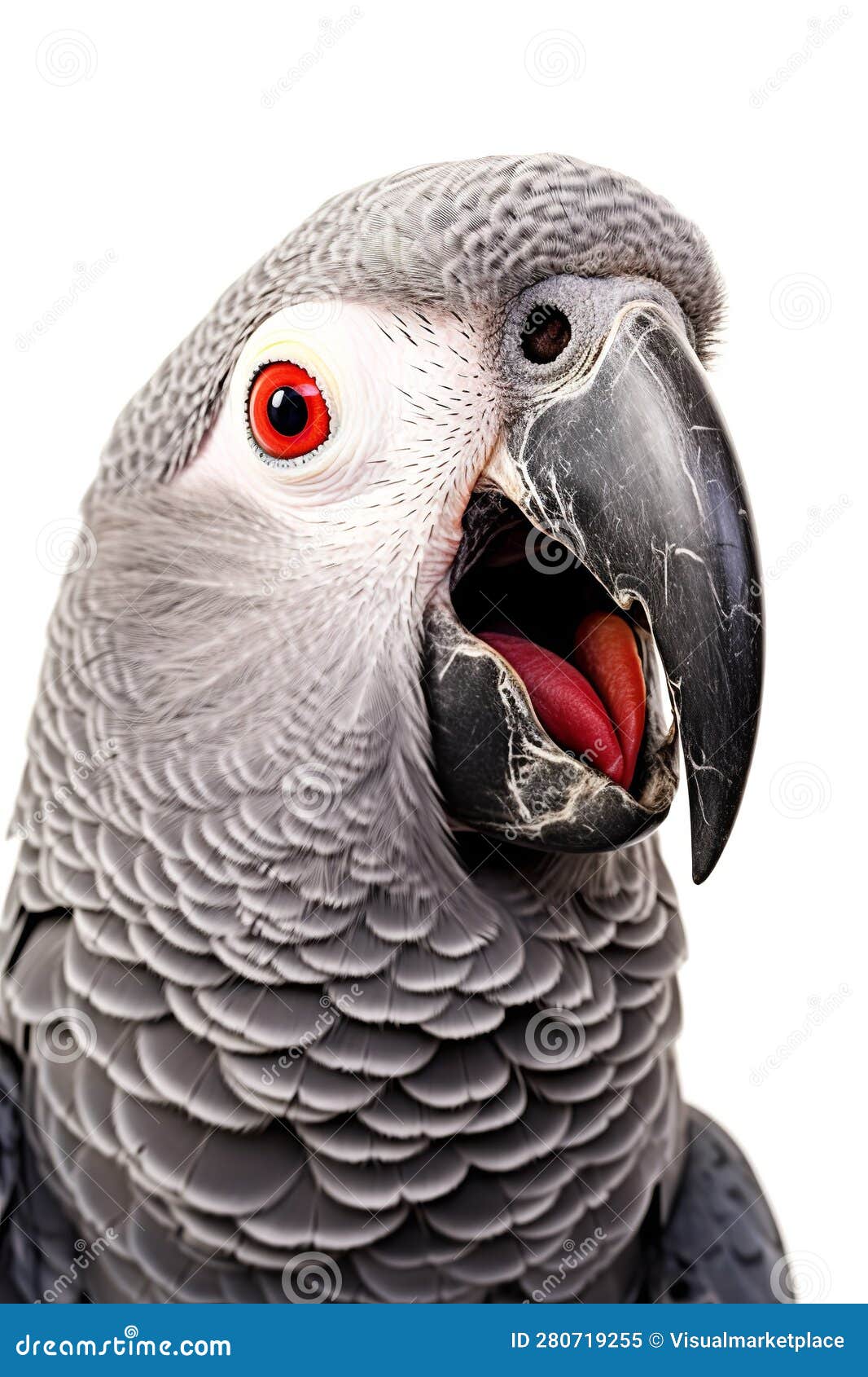 African Grey Parrot Talking Stock Illustration - Illustration of owner ...