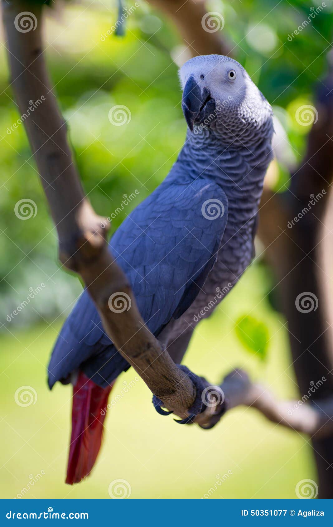African Grey Parrot on Tree Stock Image - Image of grass, cute: 50351077
