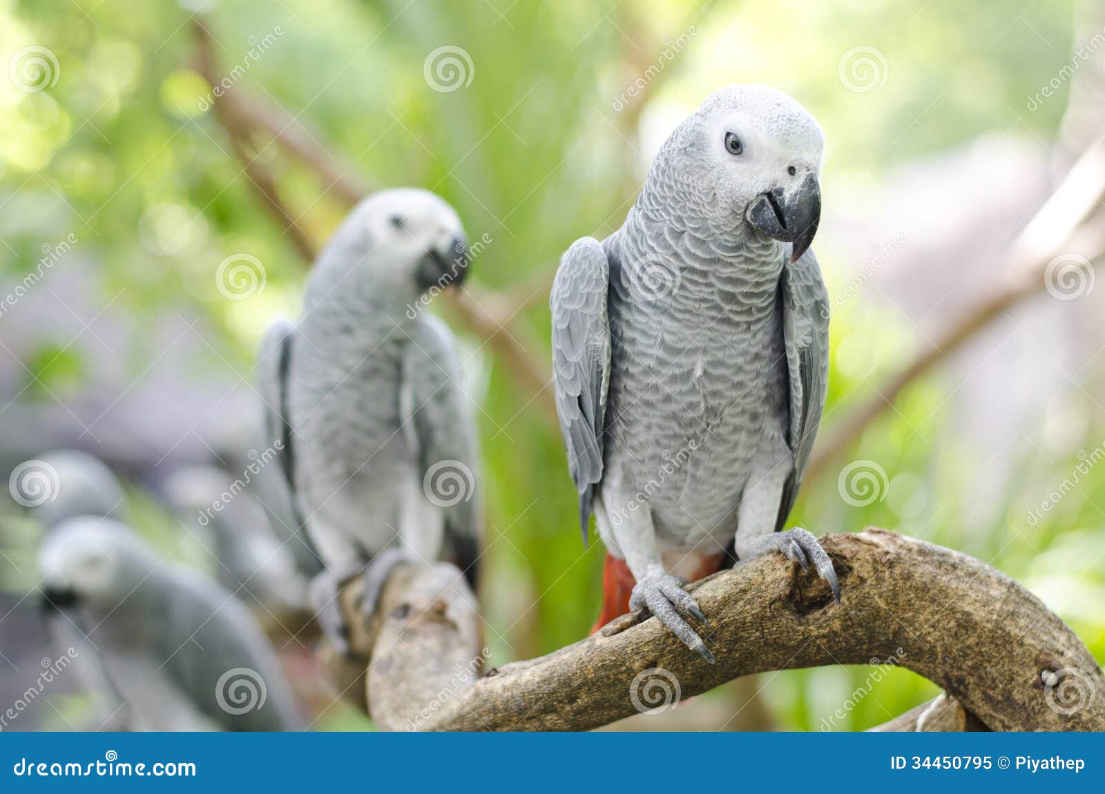 Baby African Grey Parrots