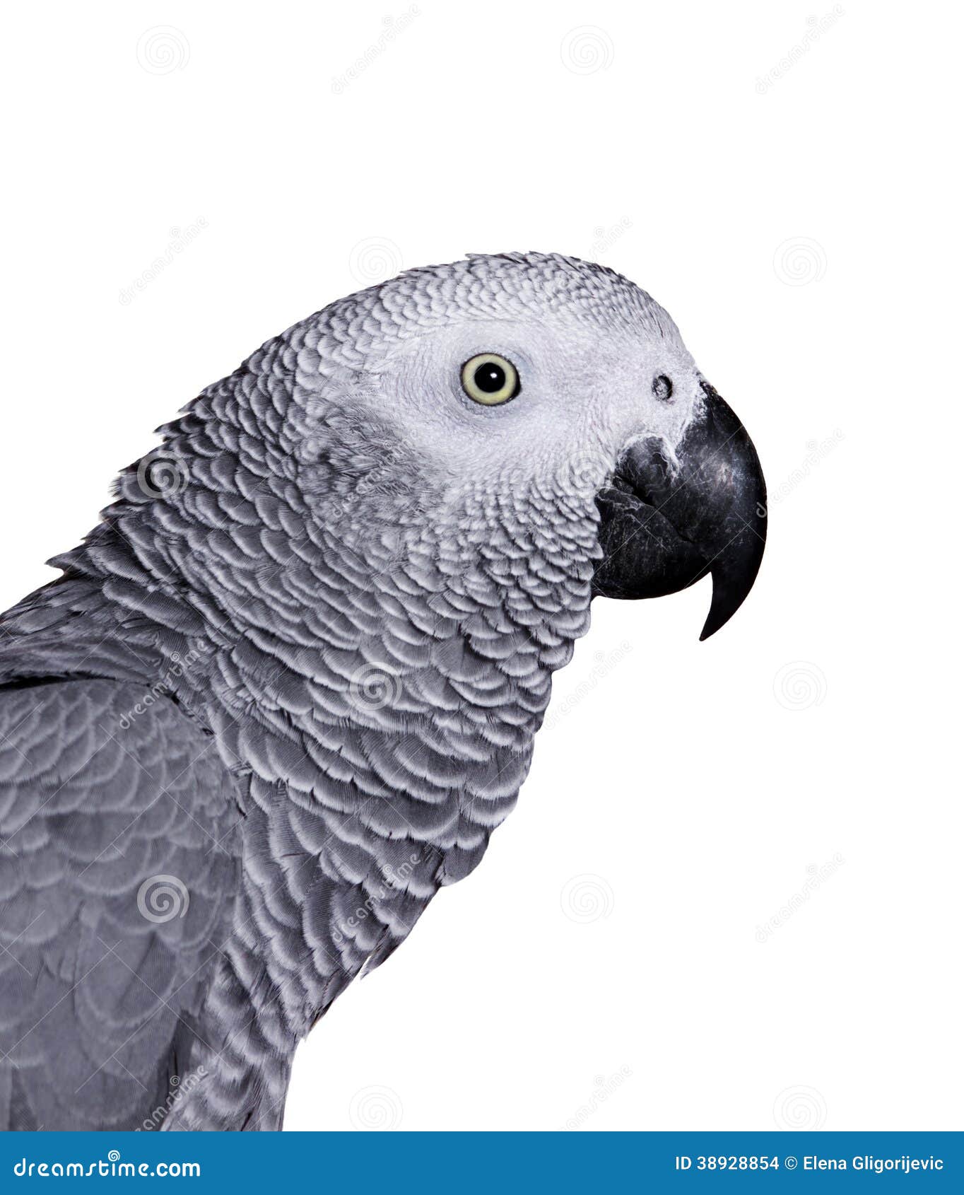 African grey parrot stock photo. Image of silver, exotic - 38928854