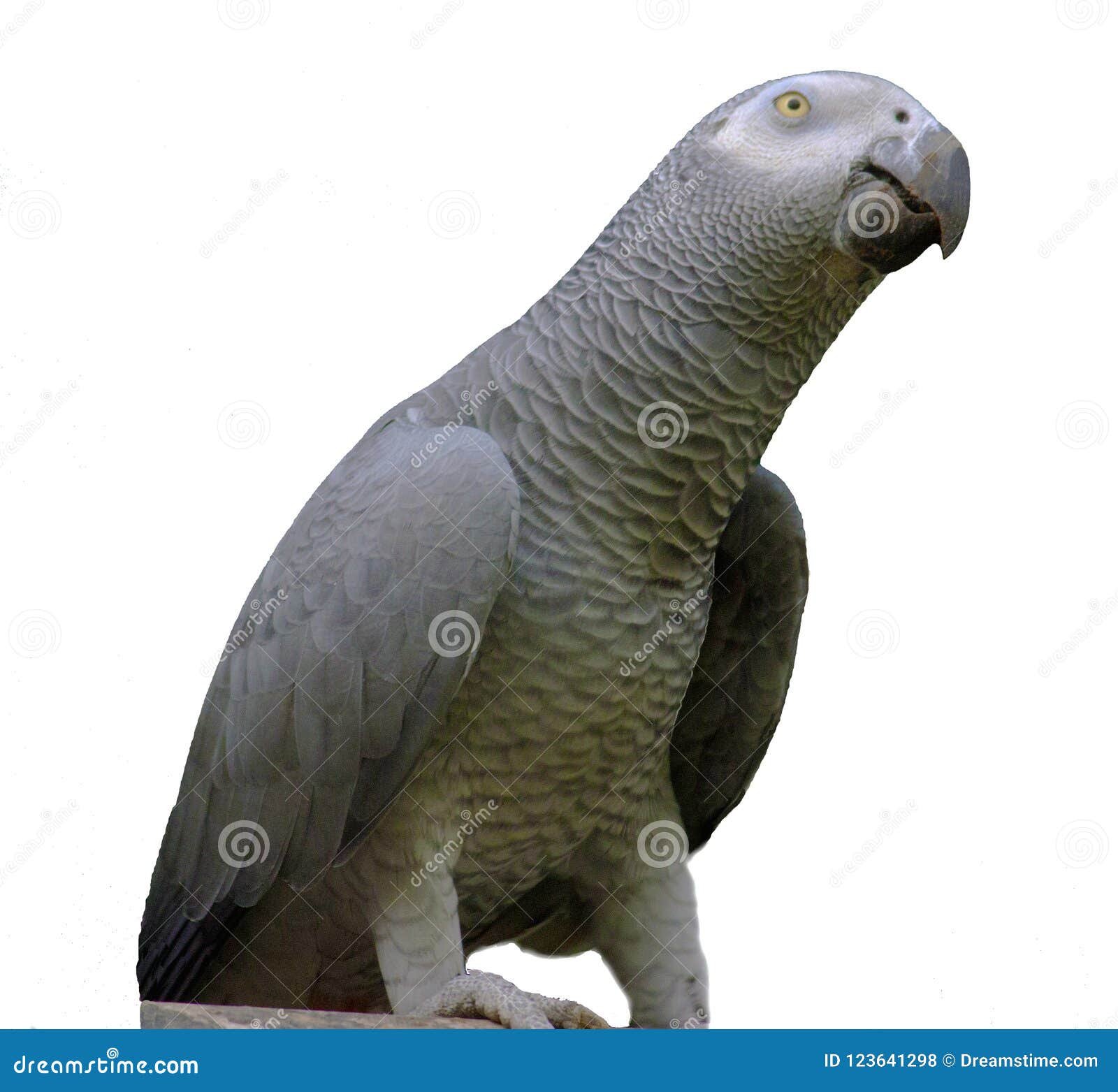 African Grey Parrot on White Background Stock Photo - Image of avian ...